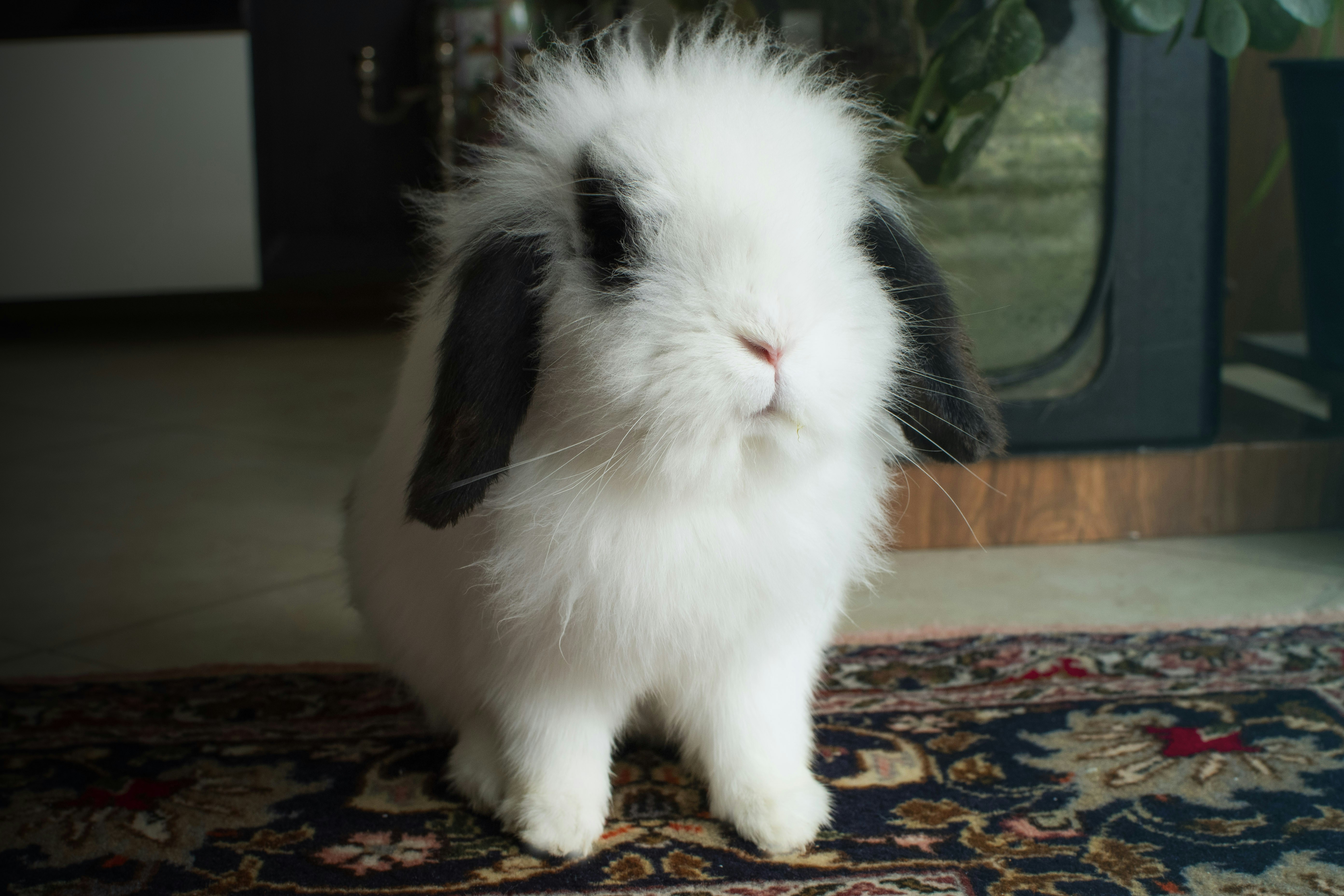 Curious Bunny on a Persian Rug