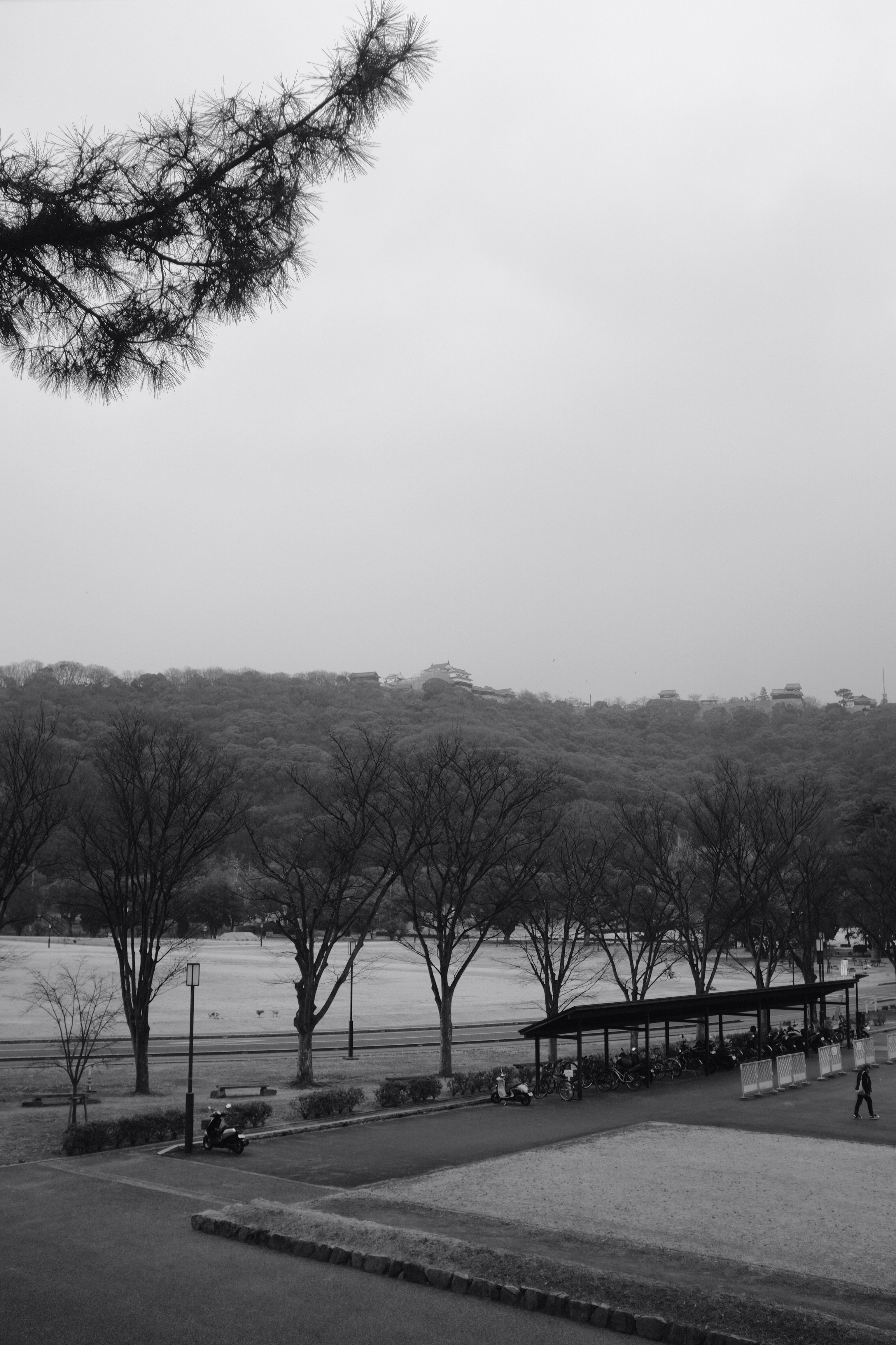grayscale photo of trees and body of water