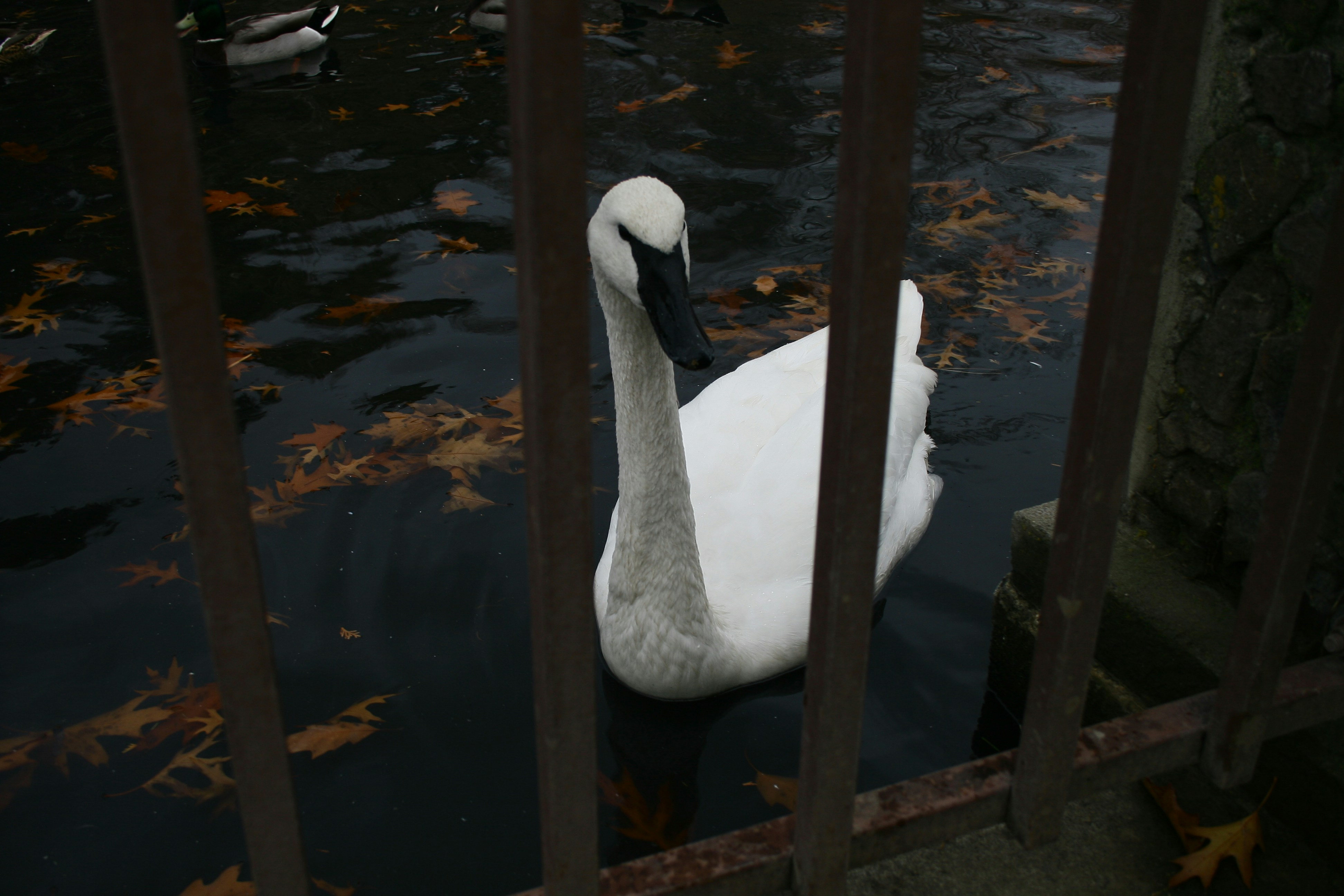 white swan on water during daytime