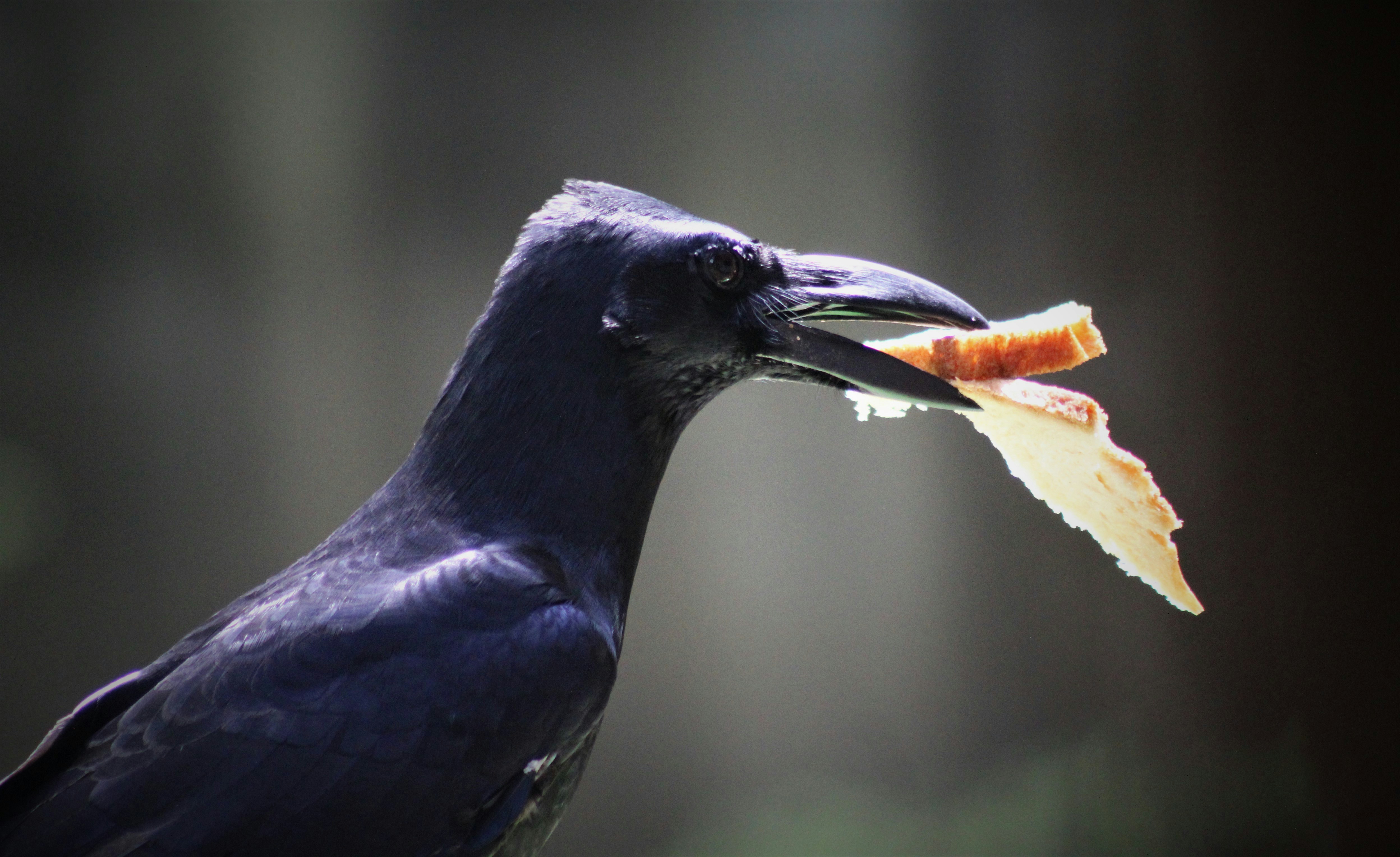 A raven clutching a piece of bread in its beak, showcasing its resourcefulness in a natural setting.