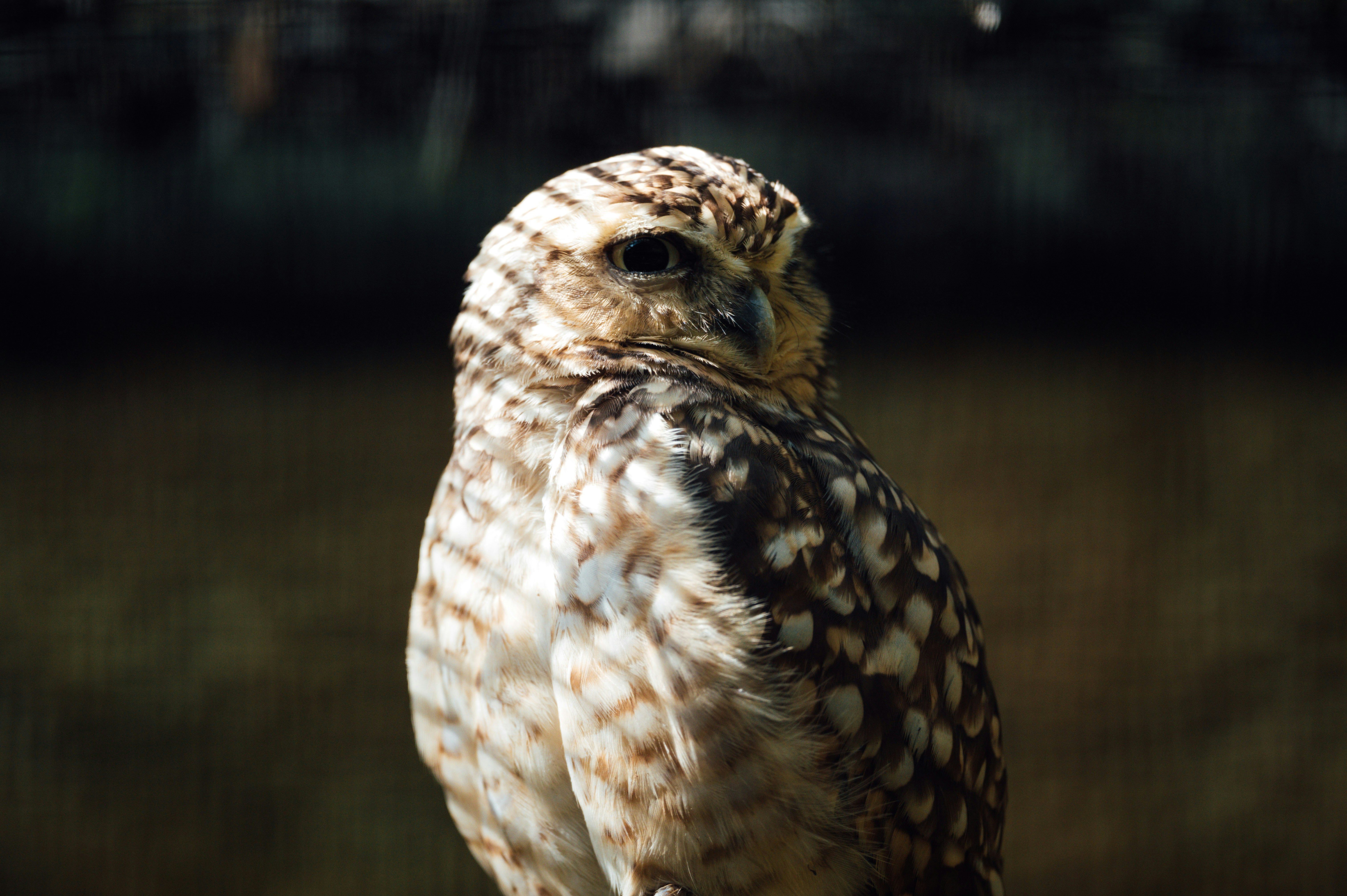 Whispers of the Nocturnal Hunter