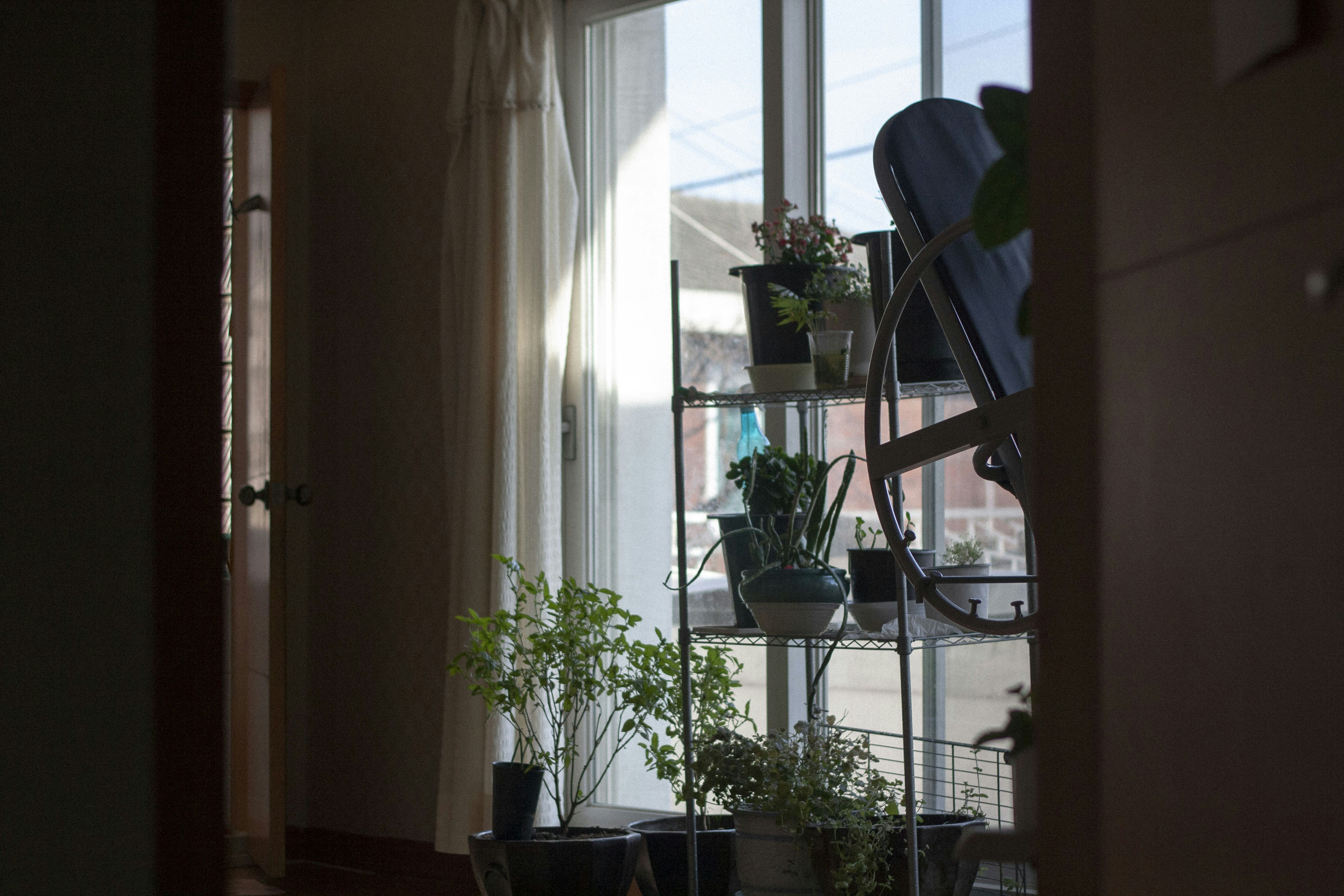Indoor scene featuring a variety of potted plants arranged near a window, creating a tranquil atmosphere.