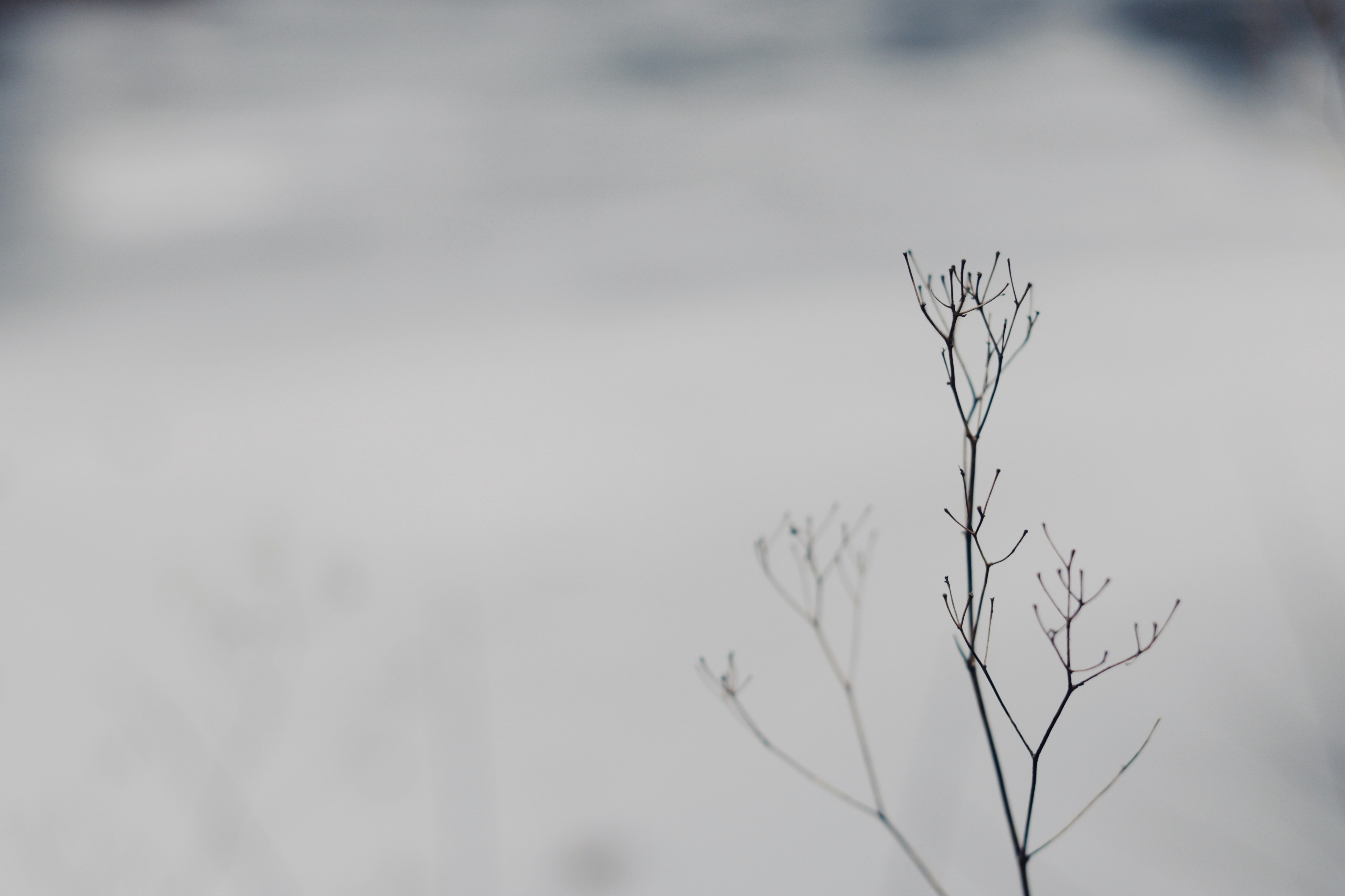 Delicate, bare twigs stand against a soft, blurred white background, evoking the tranquility of a winter landscape.