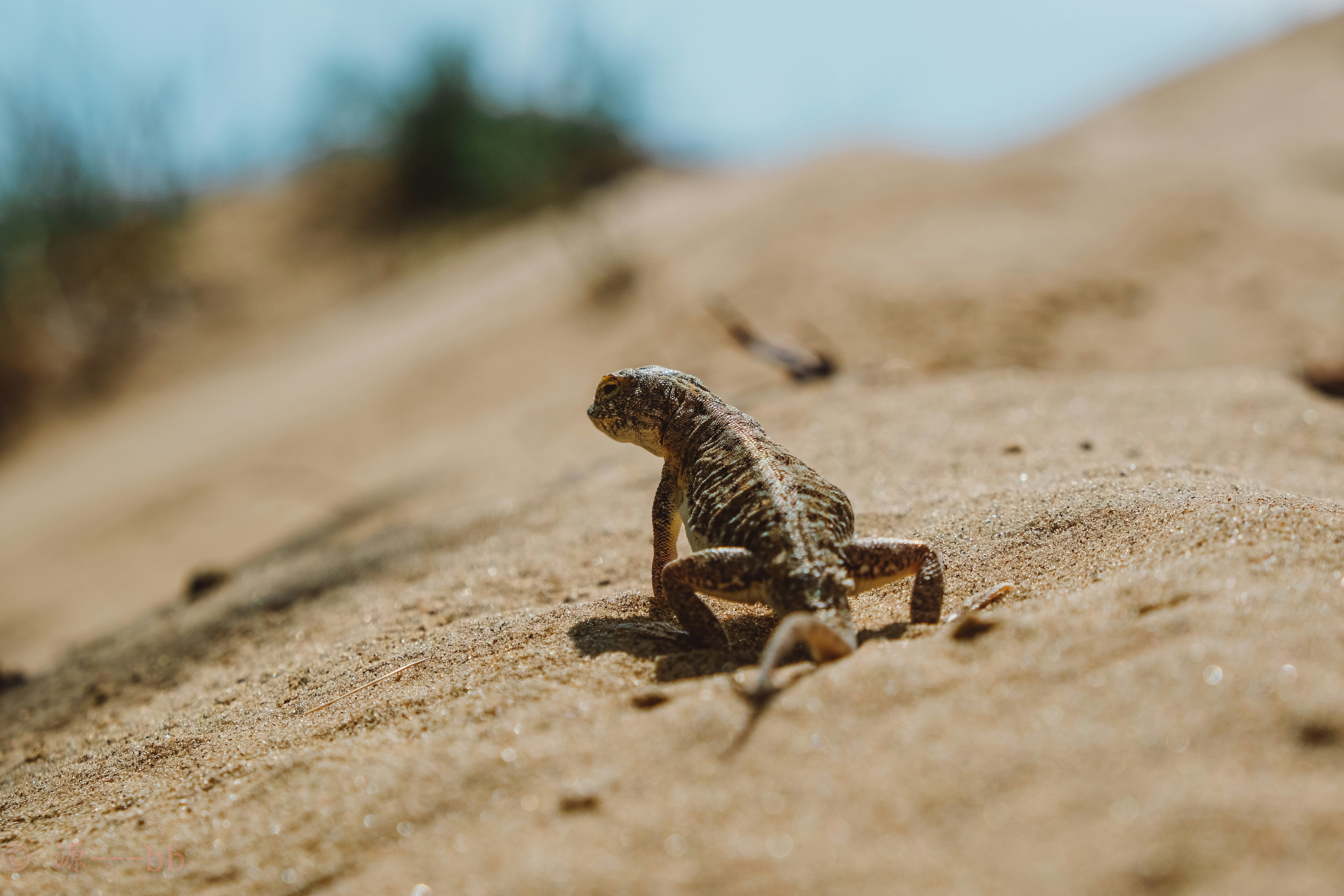 Brown and black lizard on brown sand during daytime photo – Free 中国新疆 ...