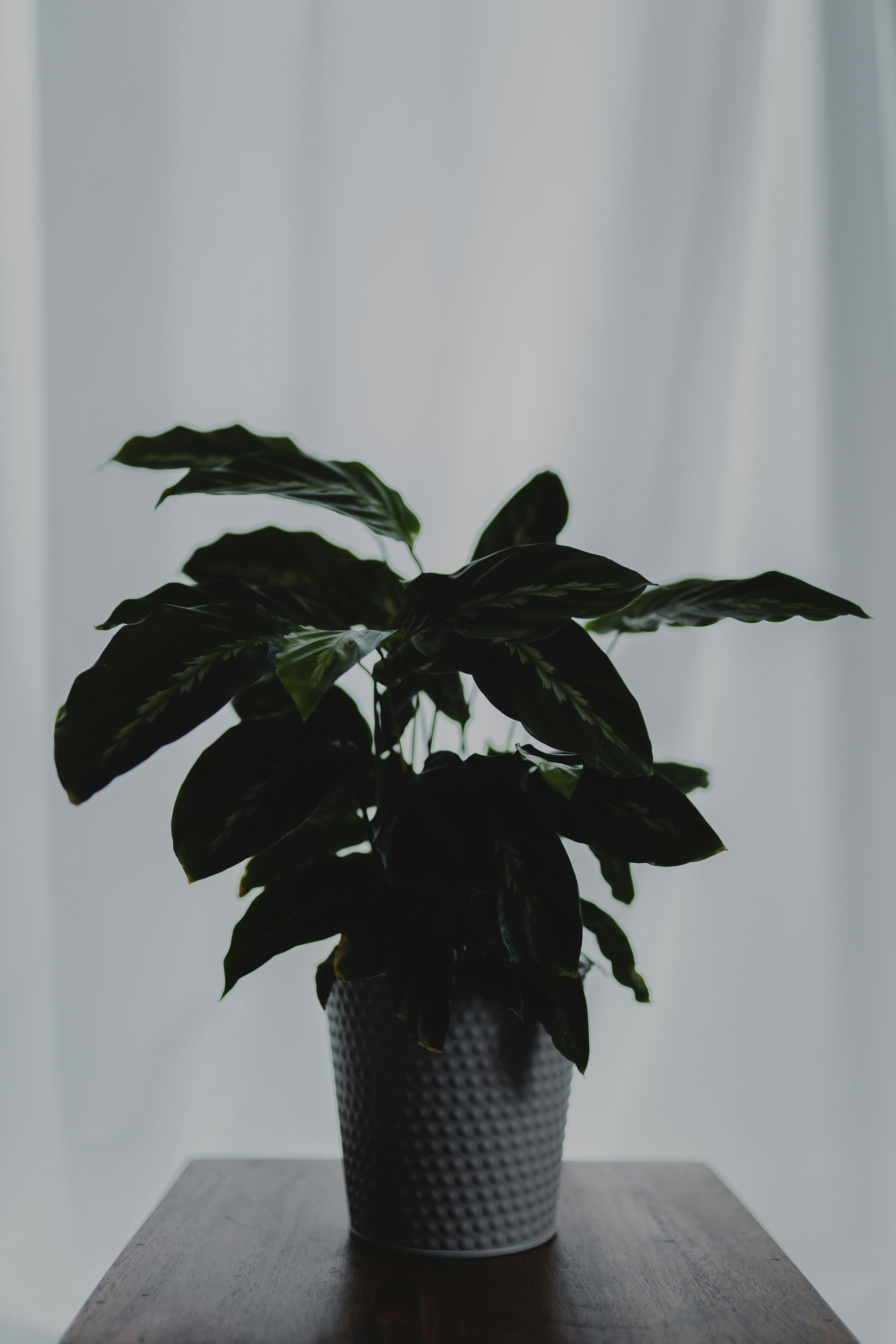 Lush potted plant silhouetted against soft, diffused light from a sheer curtain, creating a tranquil atmosphere.