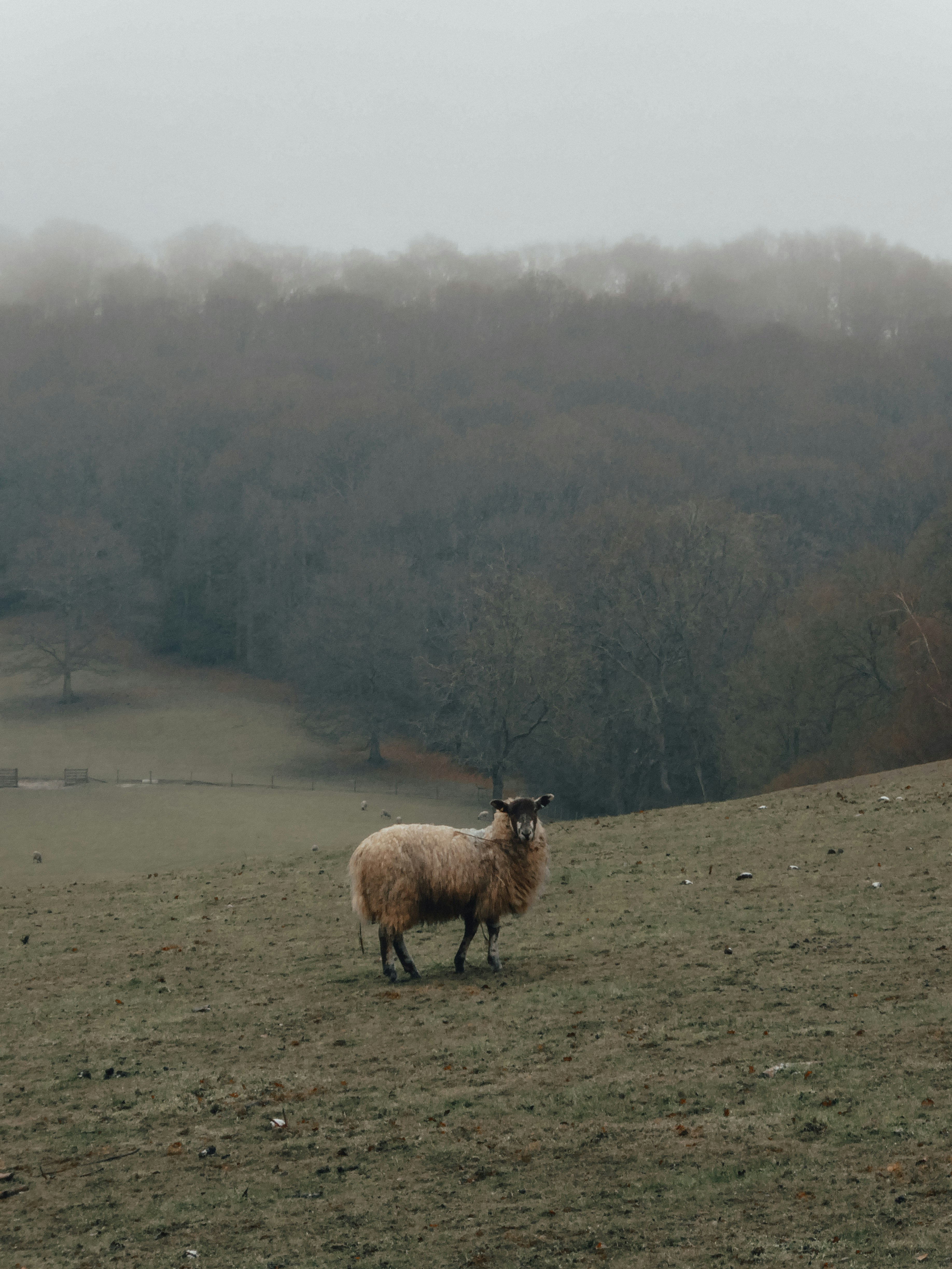 Lost Sheep Pictures | Download Free Images on Unsplash