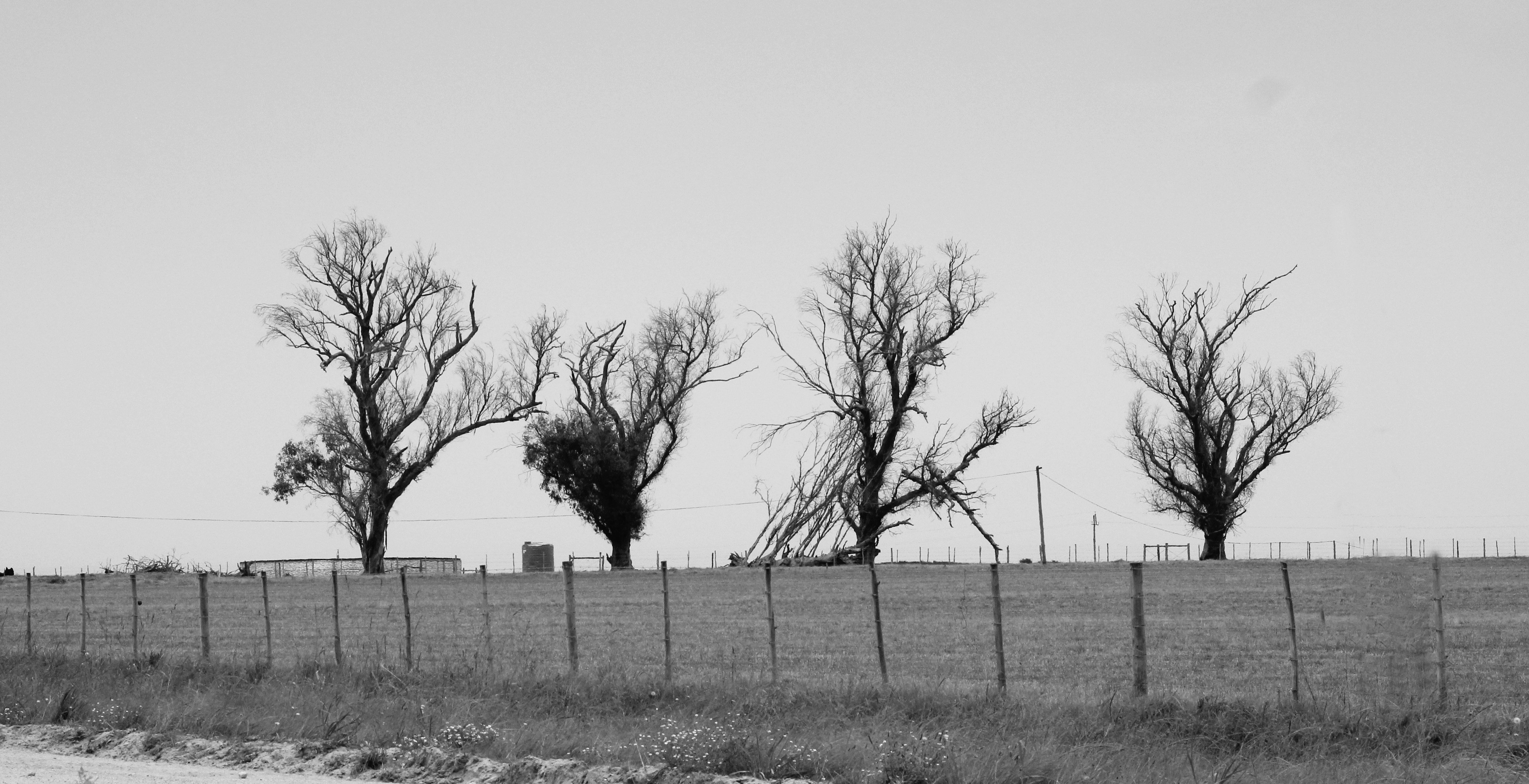 Four gnarled trees stand against a stark sky, their silhouettes telling stories of endurance and change in a desolate landscape.