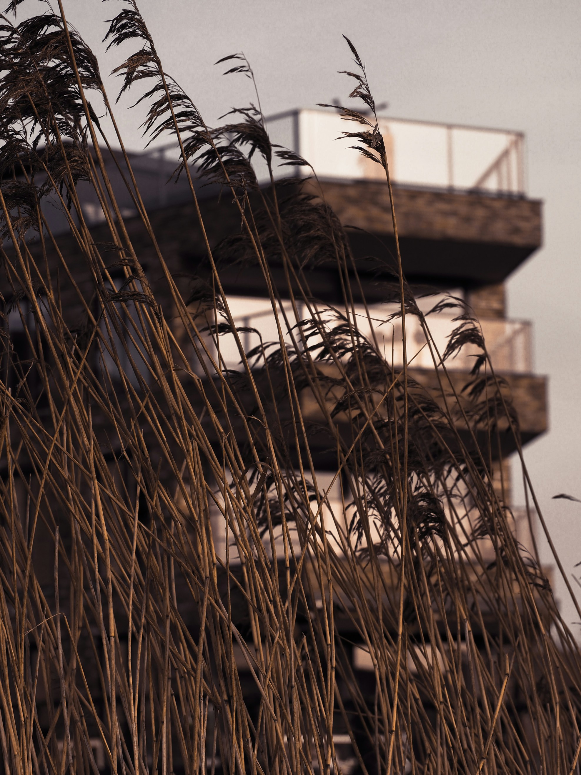 Reeds in front of a concrete balcony