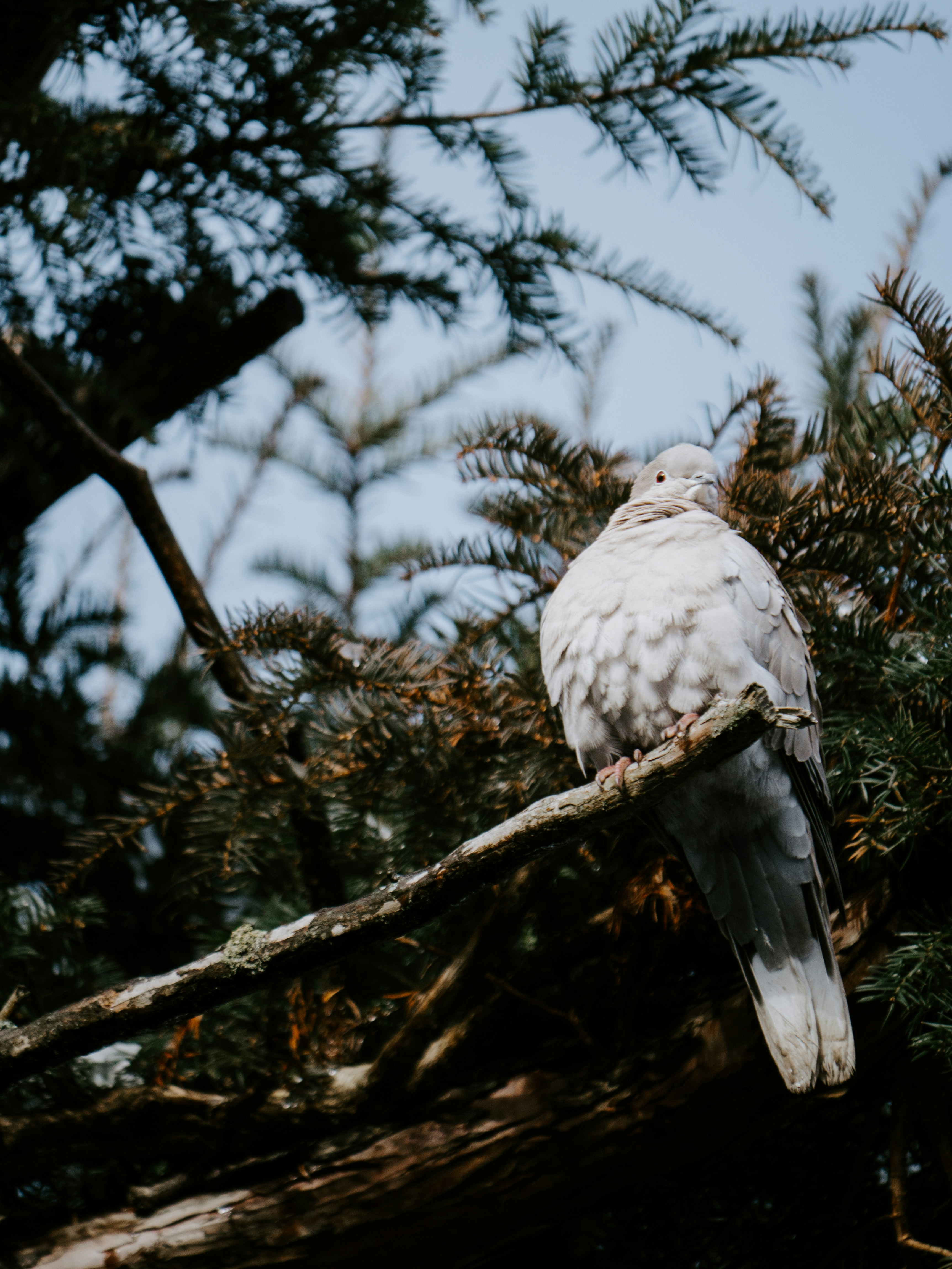 Ivory Dove Perches on a Pine Limb Under Quiet Winter Light