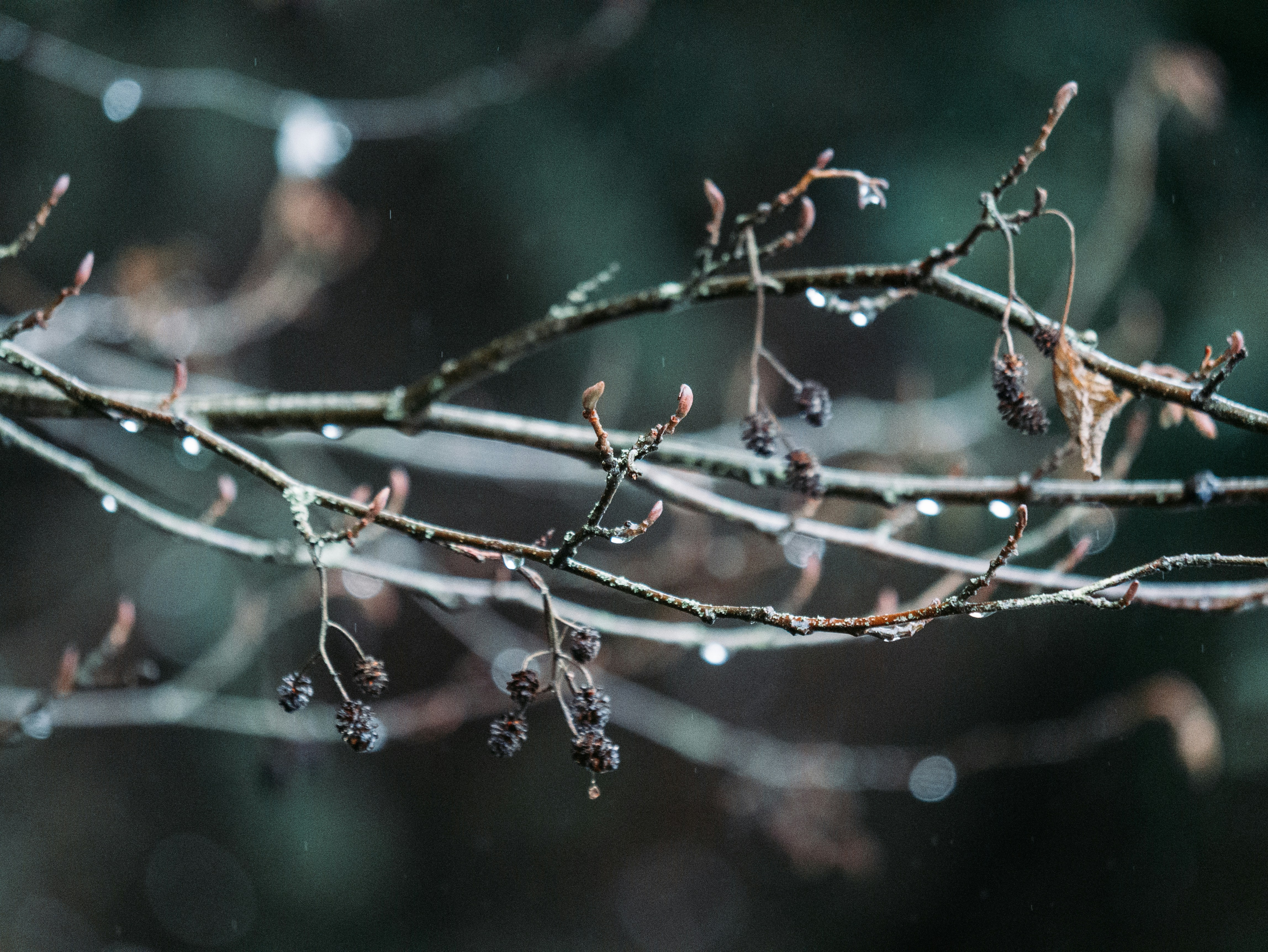 A close-up of a bare branch adorned with droplets, capturing the essence of a winter scene. The blurred background enhances the focus on the intricate details of the branch.