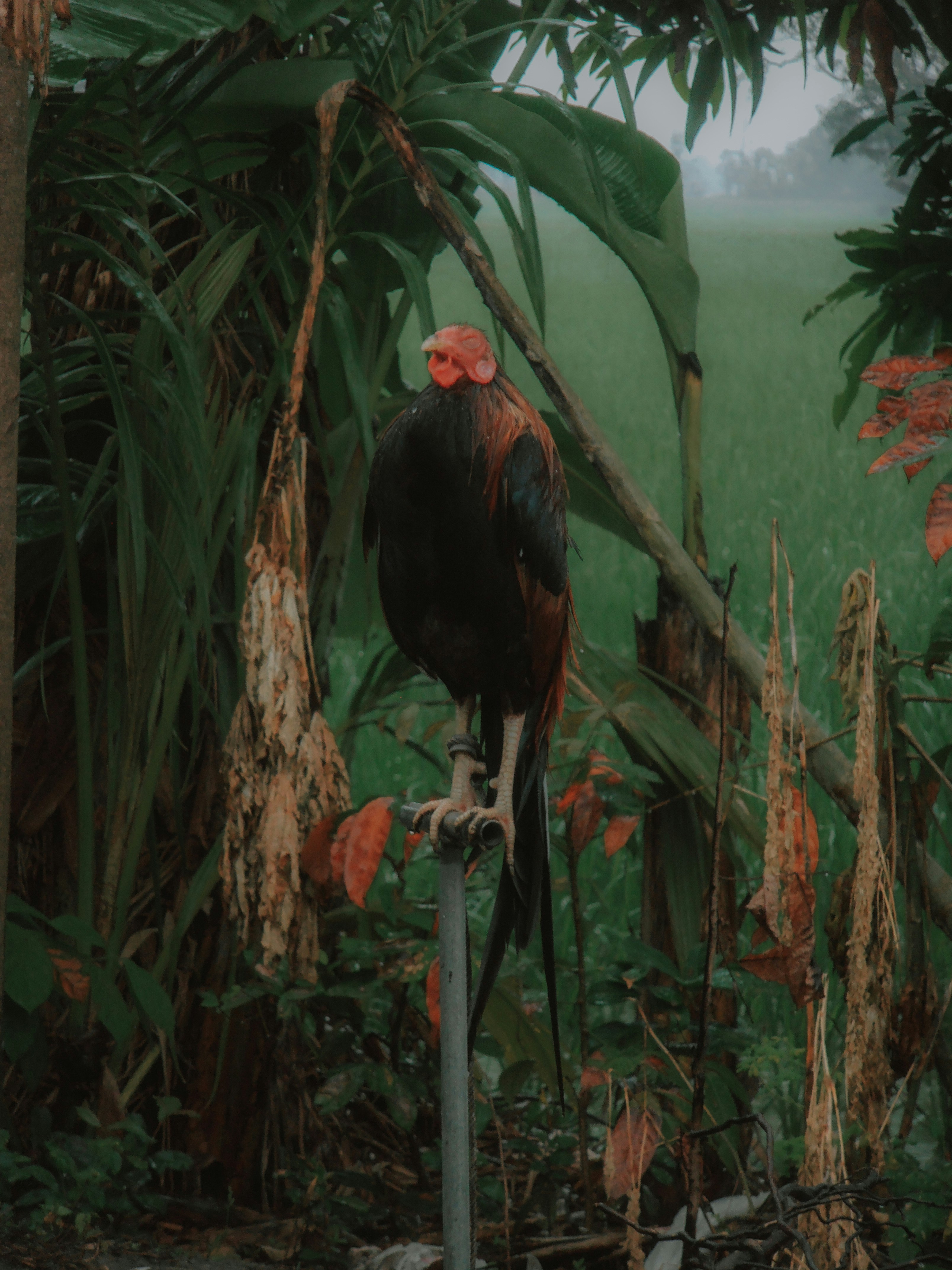 A majestic bird perched on a metal post amidst lush greenery, showcasing vibrant plumage and a striking head. The scene captures the essence of wildlife in a tropical setting.