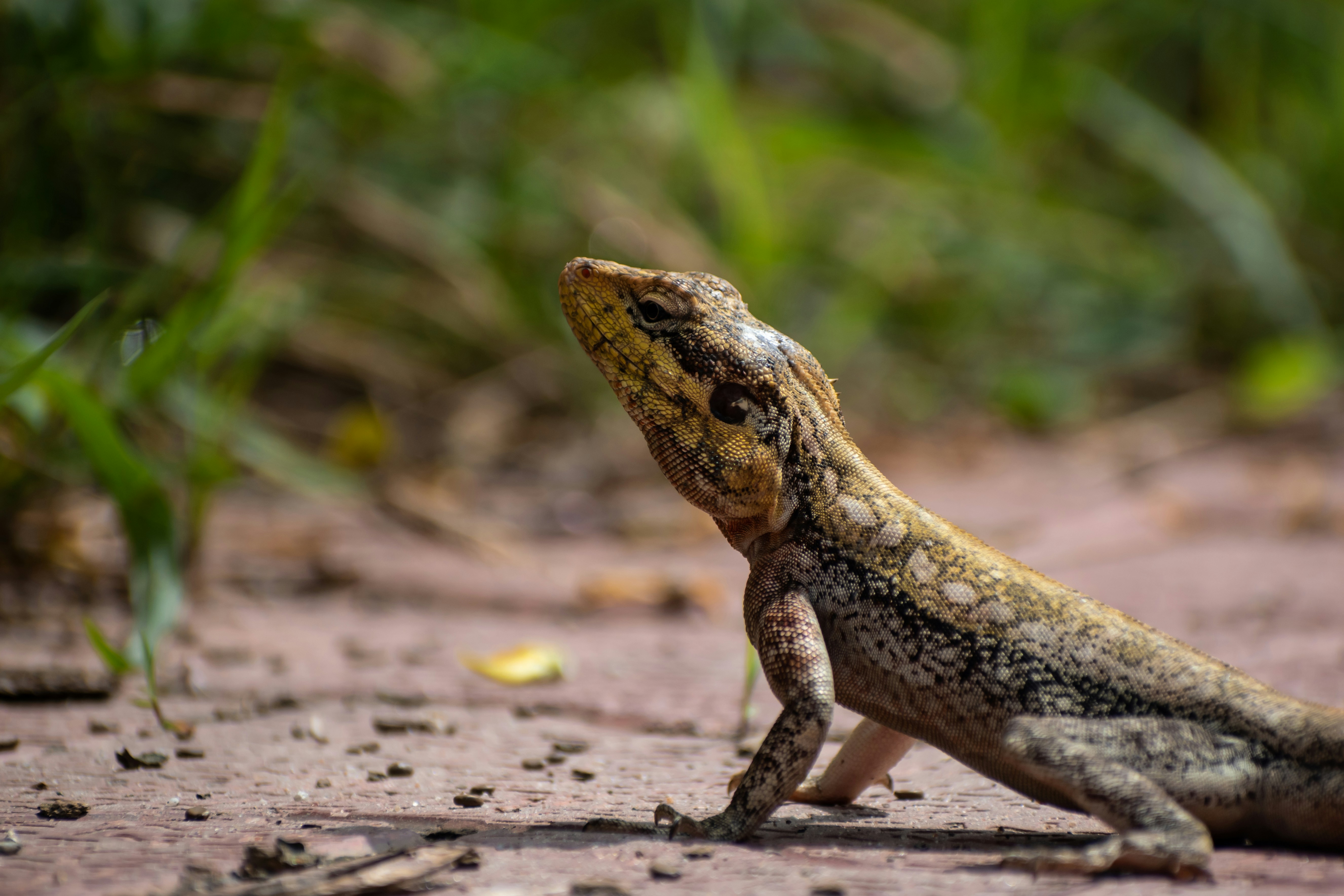 Brown and black lizard on brown soil photo – Free Animal Image on Unsplash