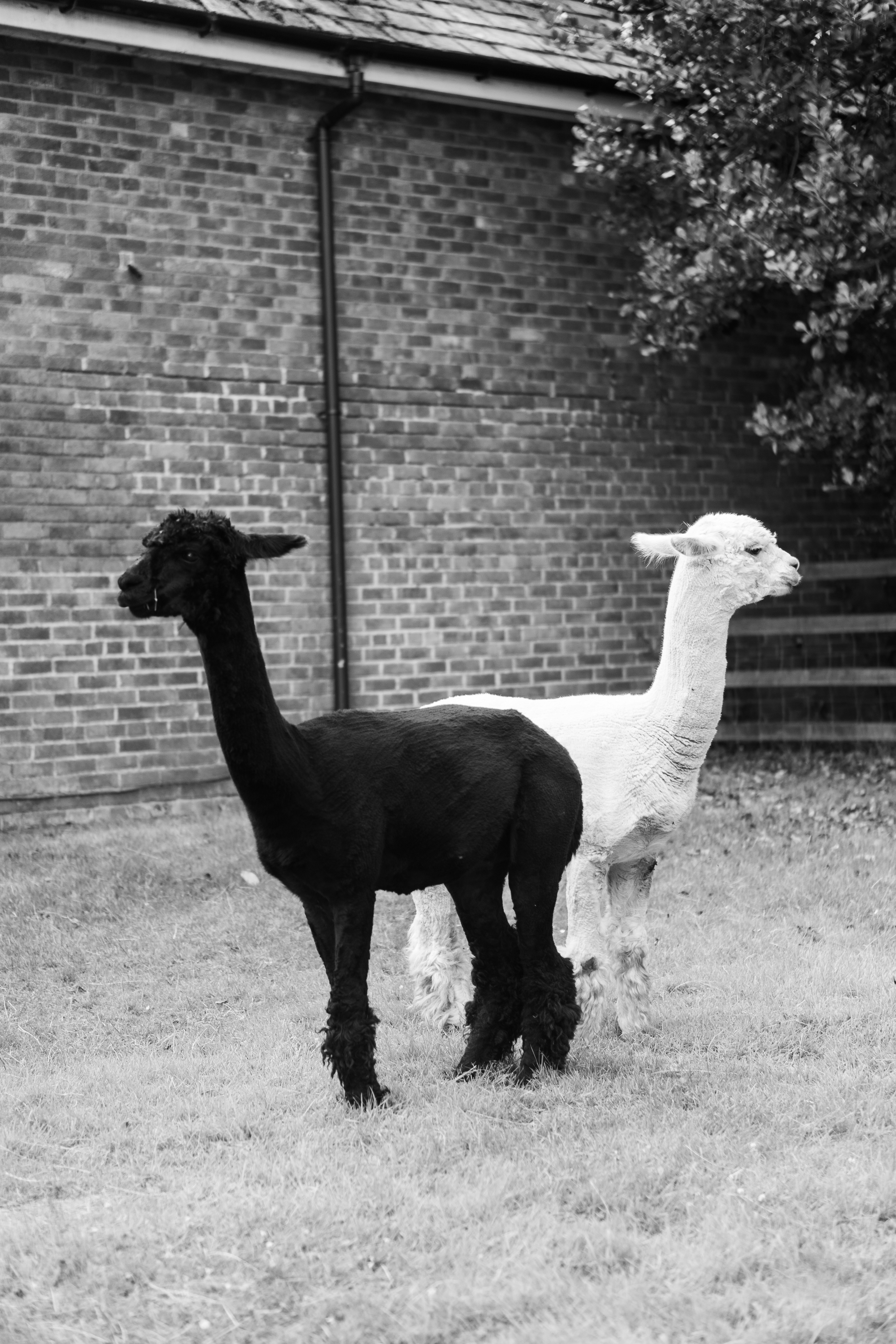 Grayscale photo of a 4 legged animal on a field photo – Free Animal ...