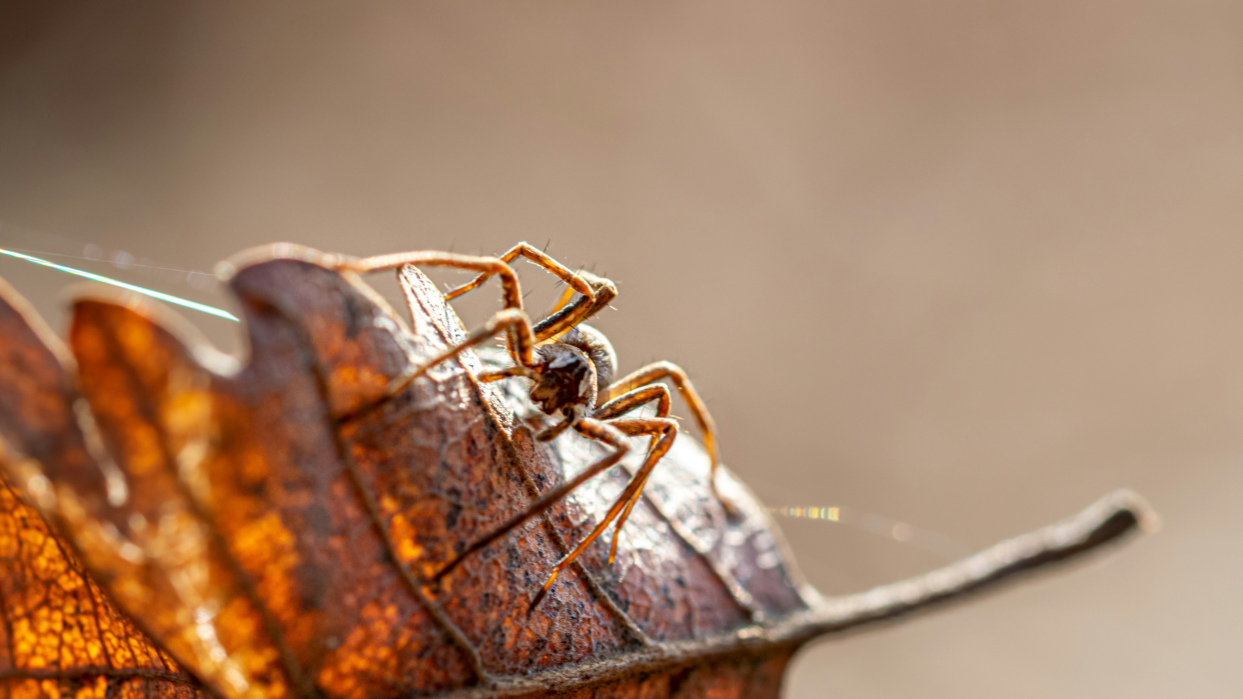 Autumn Lantern: A Spider Skirting the Edge of a Sunlit Leaf