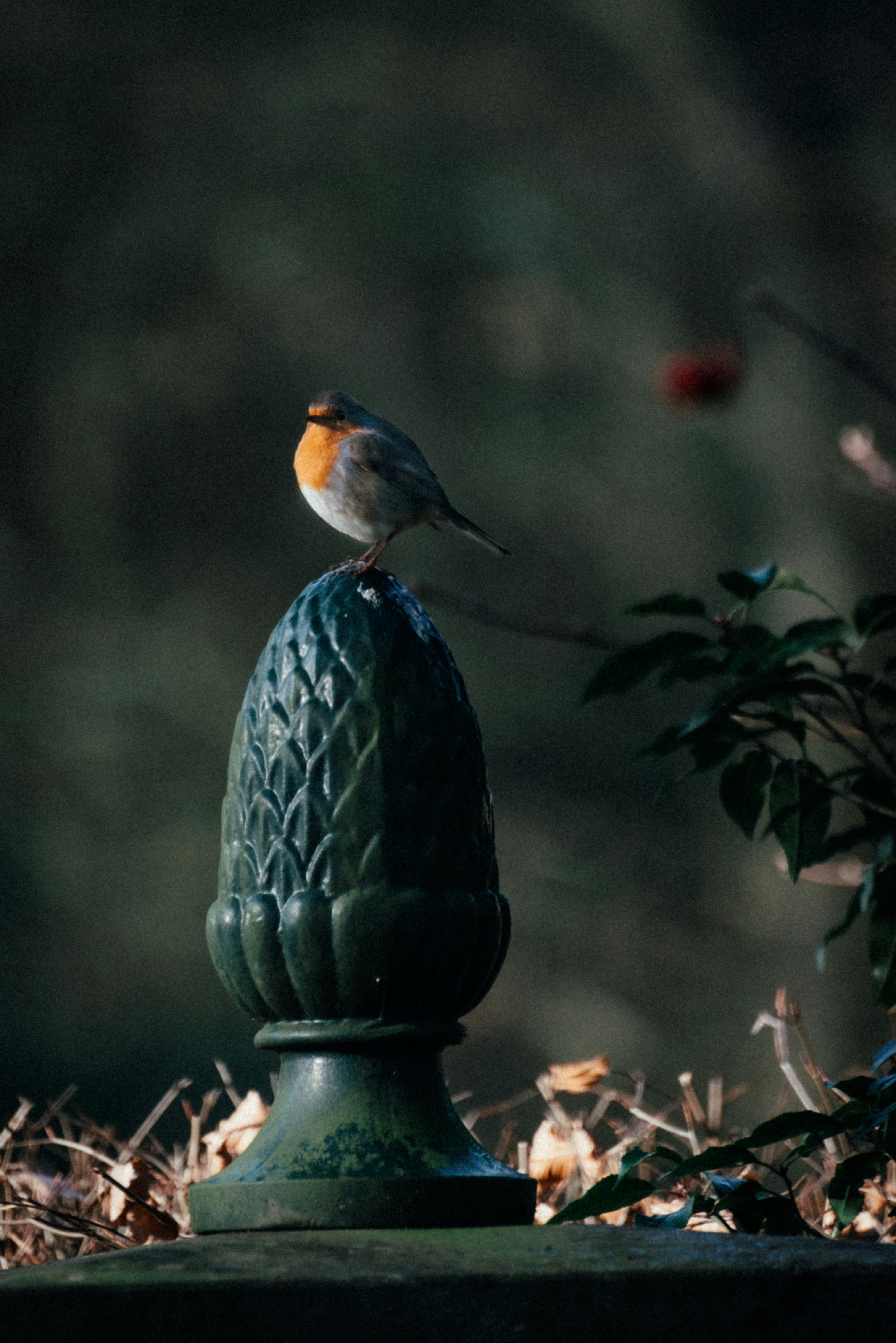 Robin on a mossy finial: a hush-lit garden sentinel