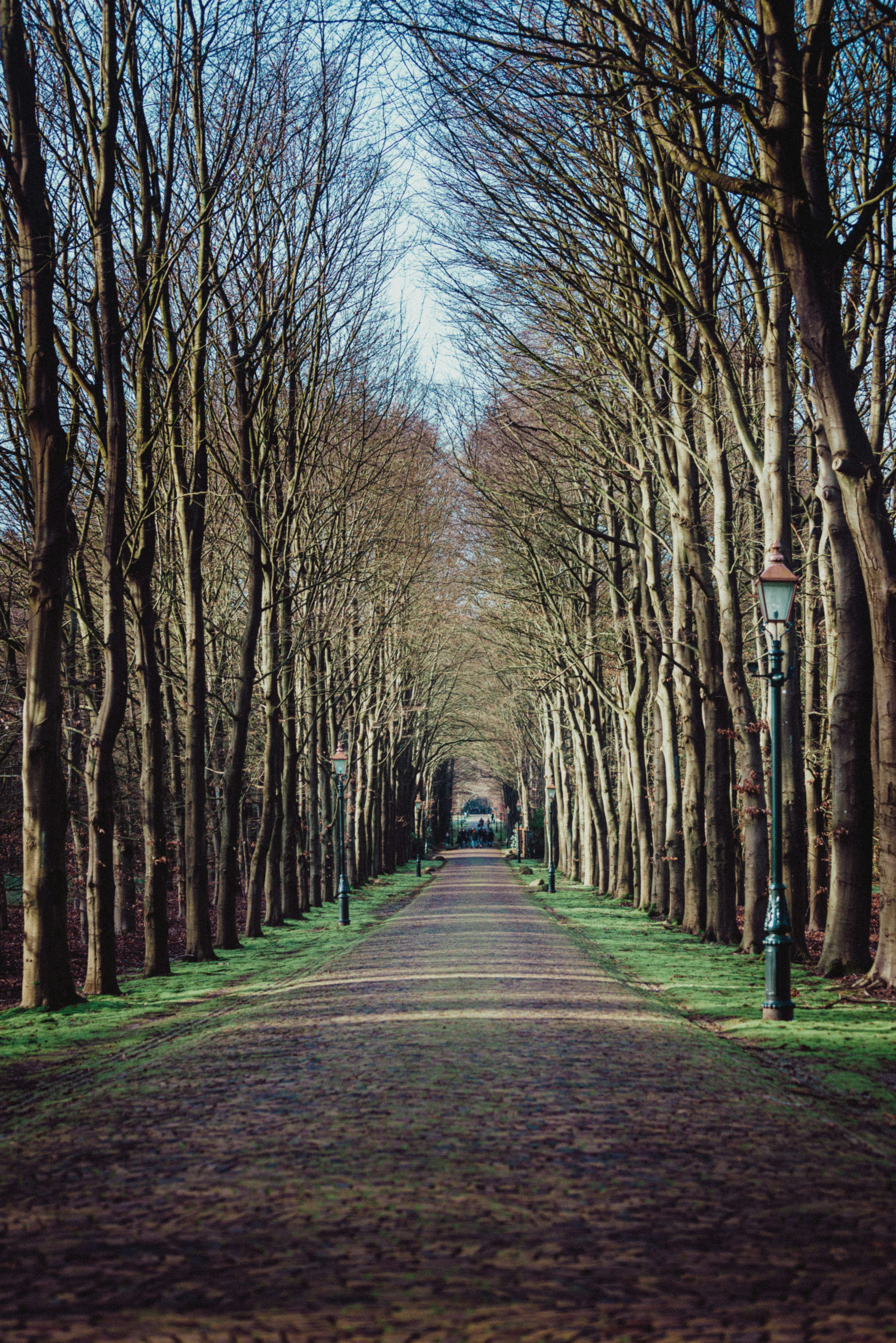 Path to the Vanishing Point: Symmetry of Bare Trees
