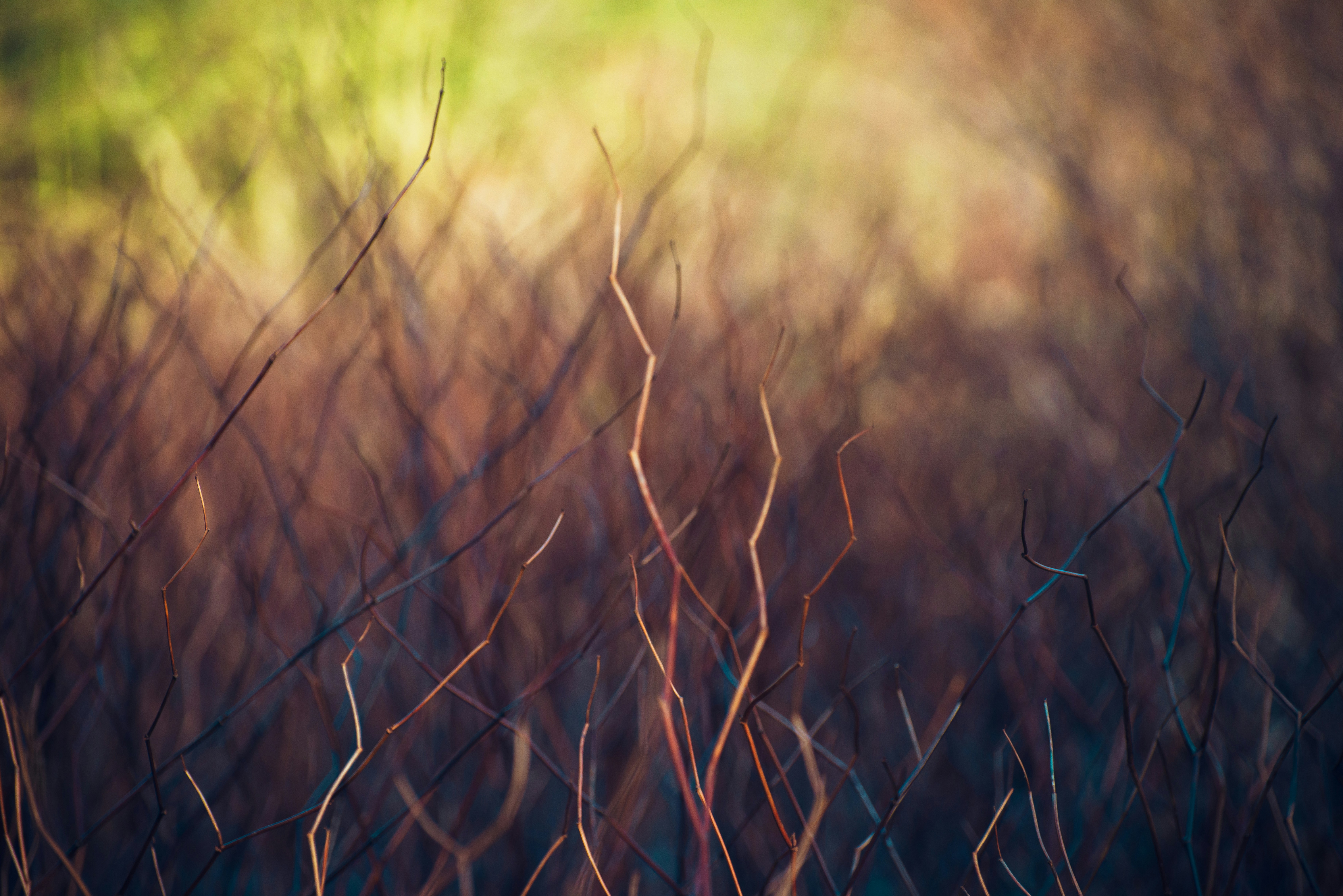 Delicate branches weave through a soft-focus background of warm hues.