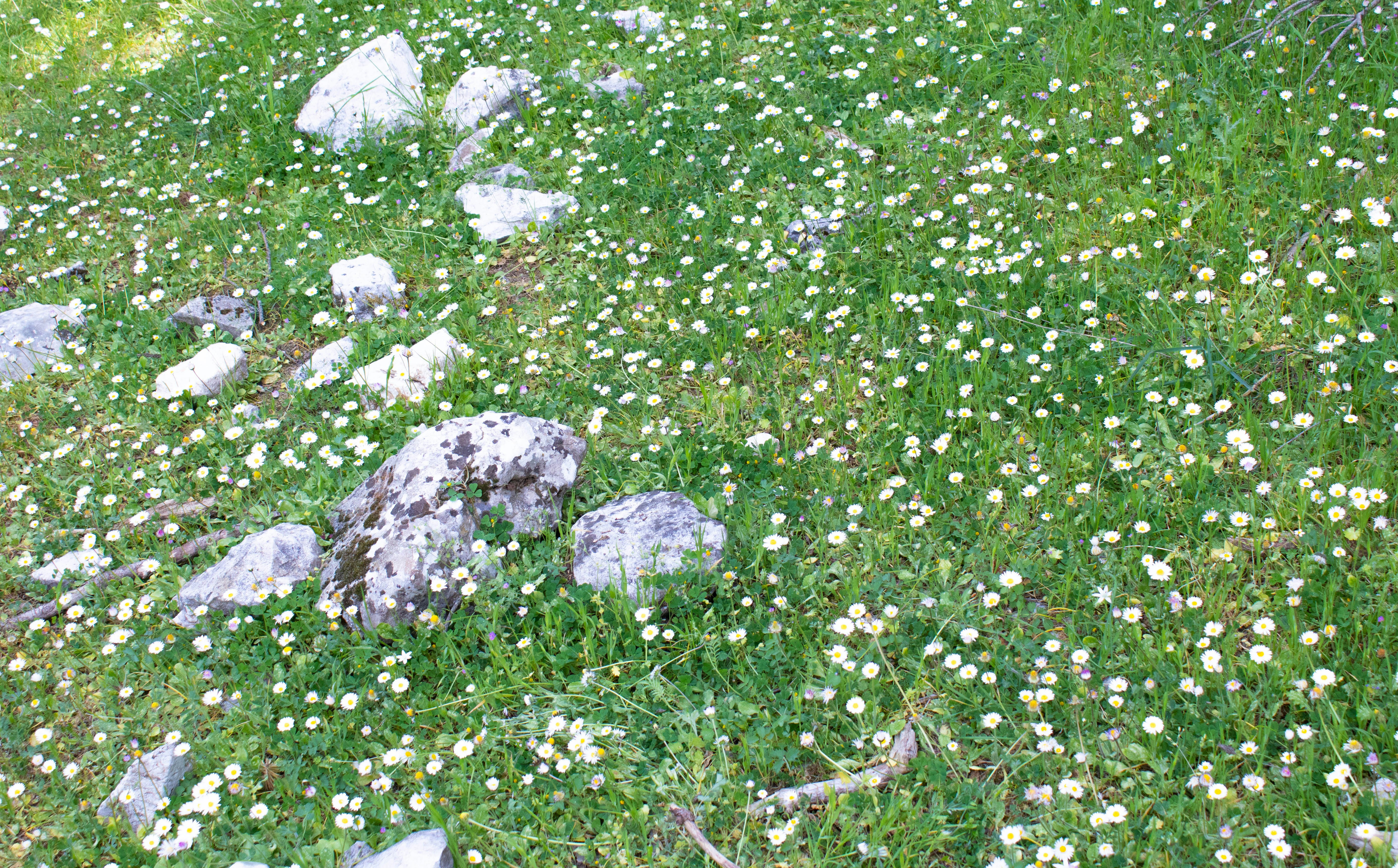 Field of small white daisies scattered among green grass and stones.