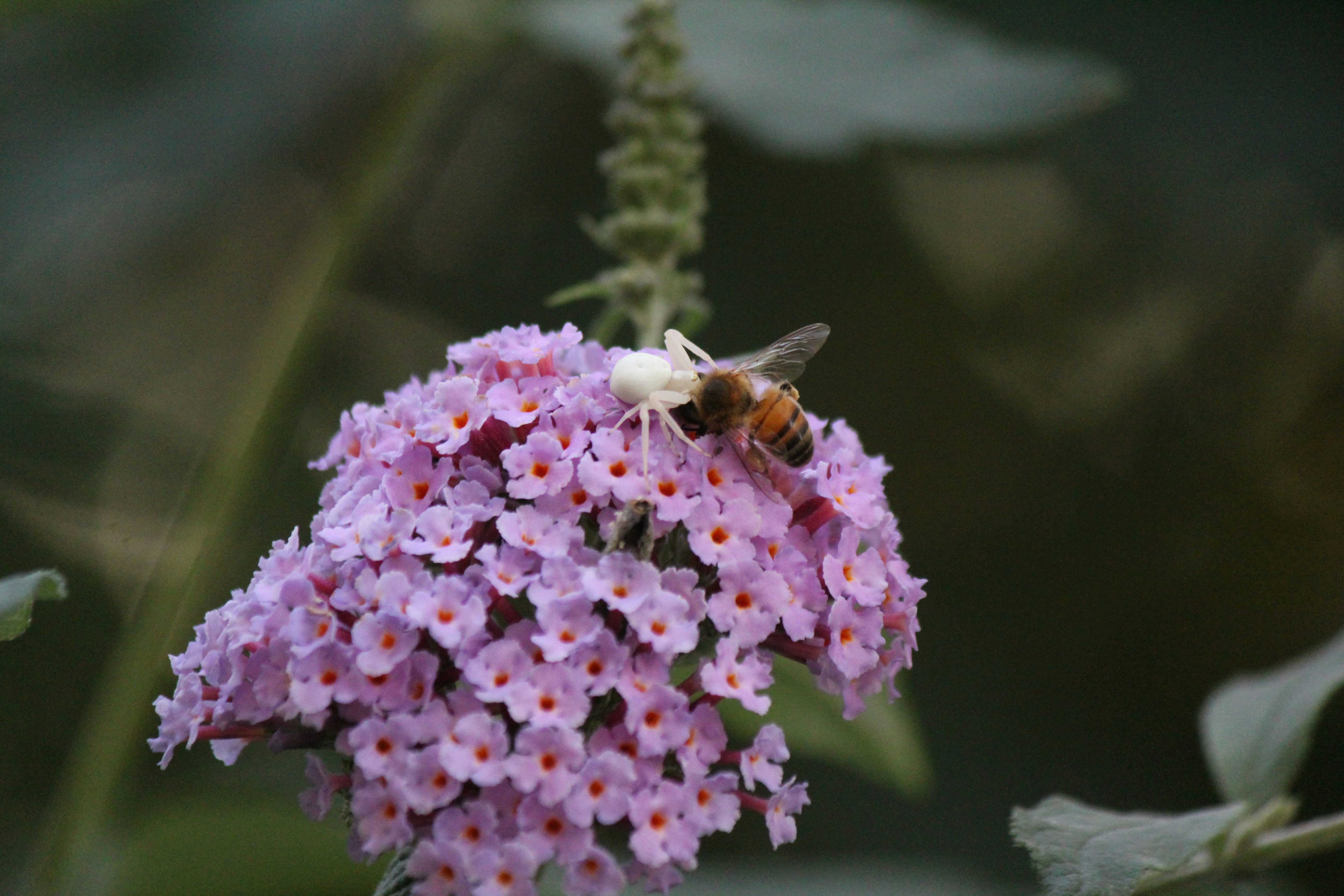 Nectar Rendezvous on a Lavender Dome