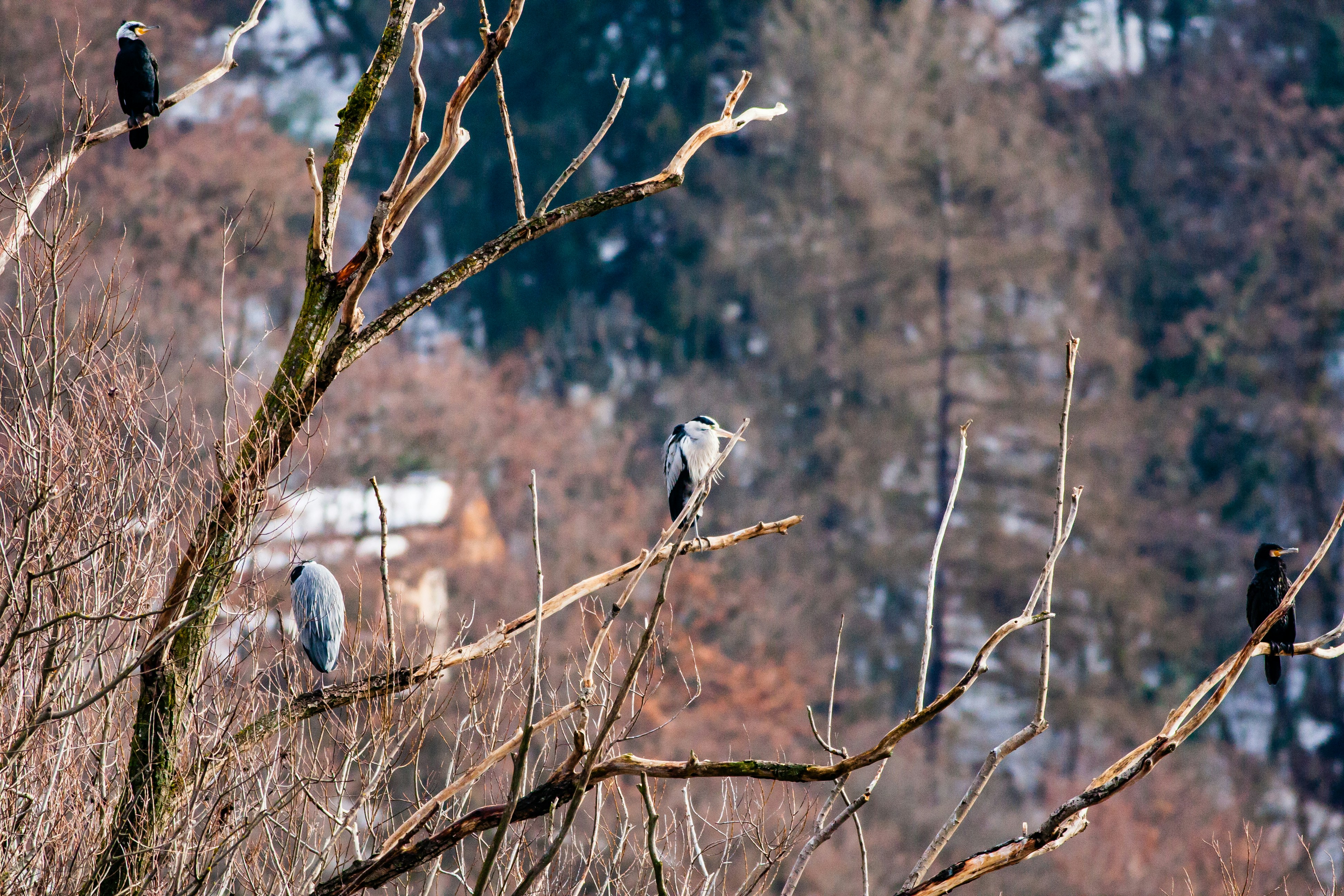 A group of herons perched on bare branches against a blurred backdrop of trees, showcasing a serene moment in nature.