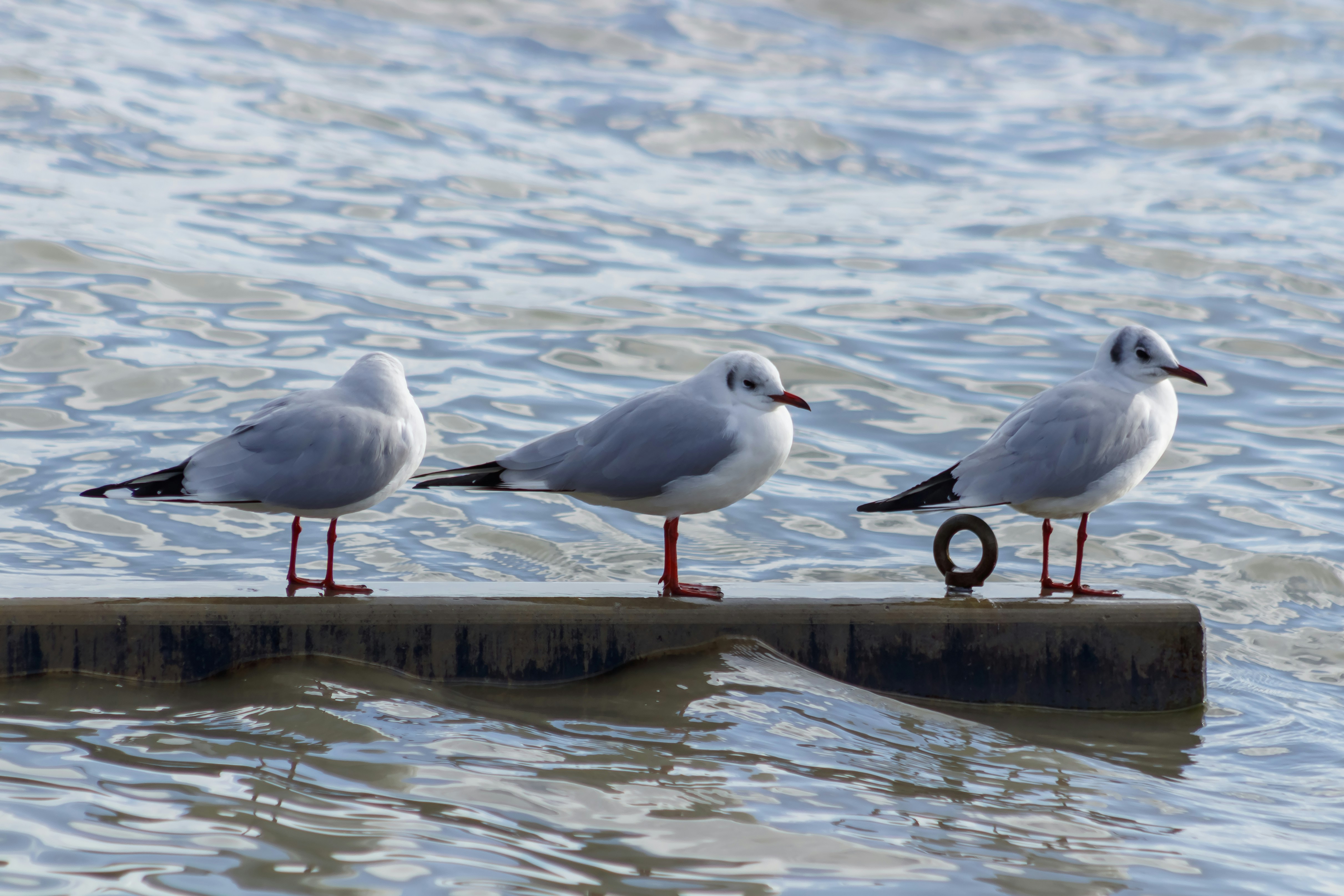 Three seagulls perched on a wooden beam above gently rippling water, showcasing their serene presence in a natural setting.