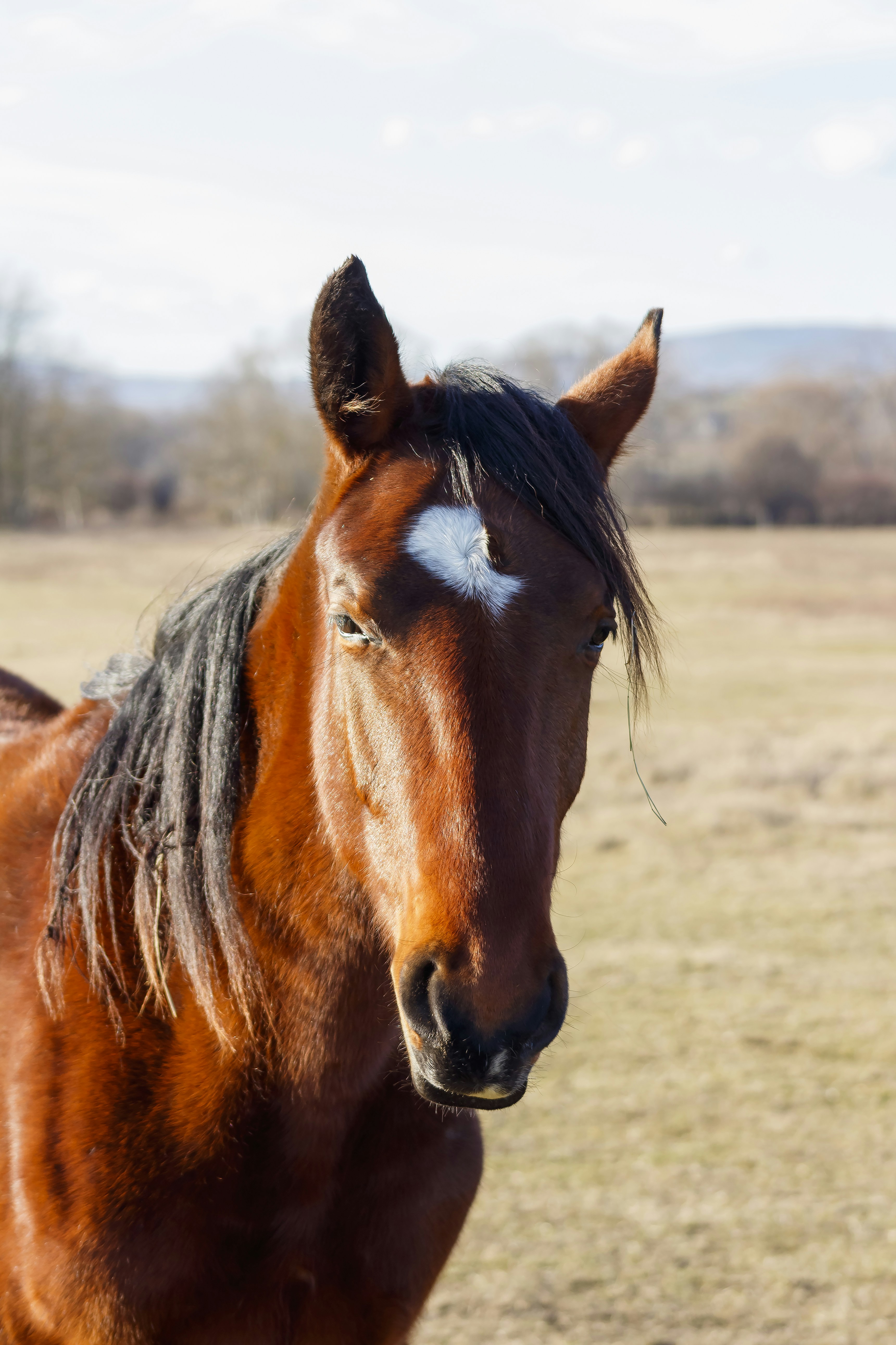 brown and white horse on brown field during daytime