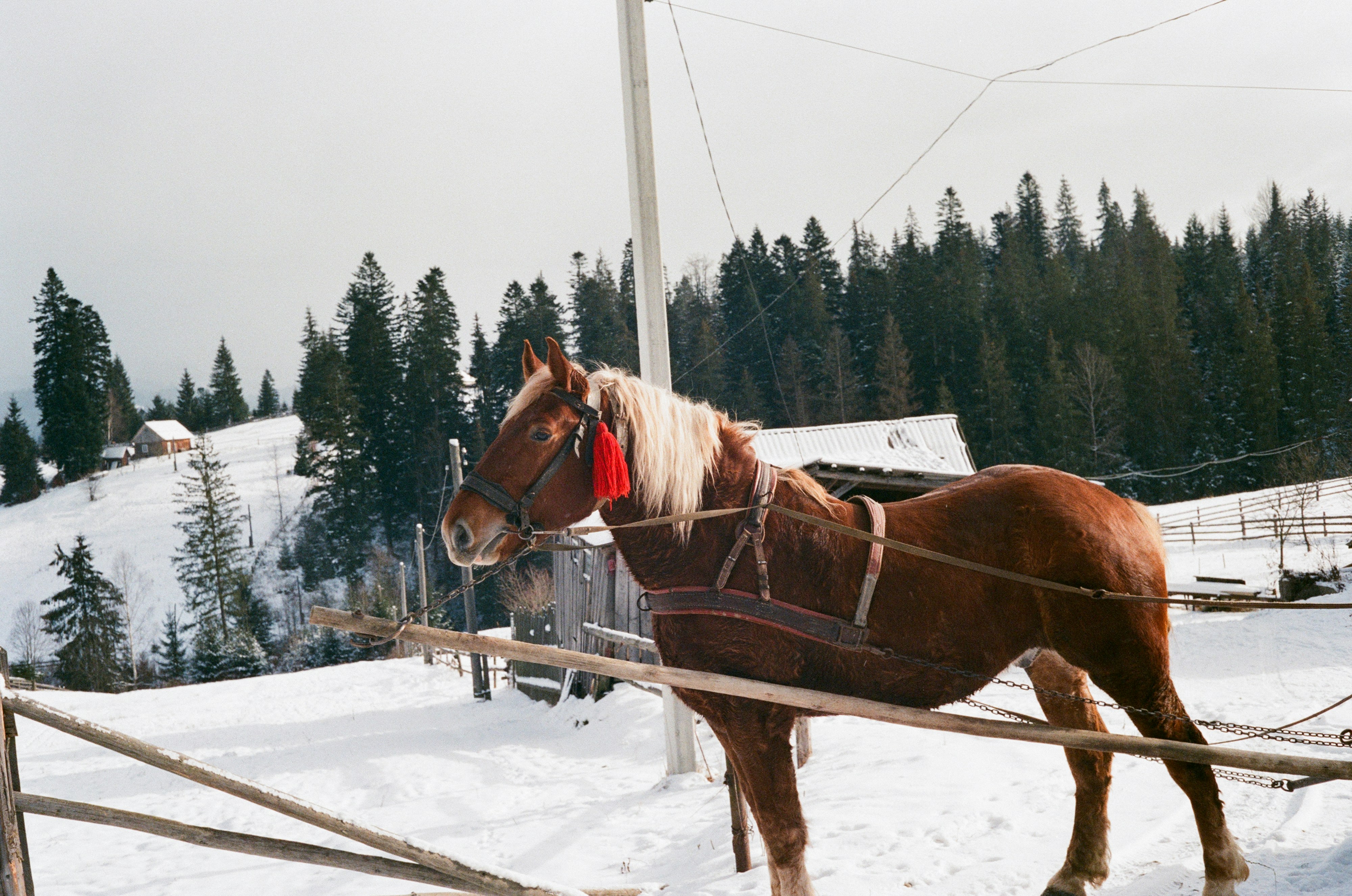 A brown horse adorned with a red accessory stands near a wooden fence in a snowy landscape, with evergreen trees and a distant cabin in the background.