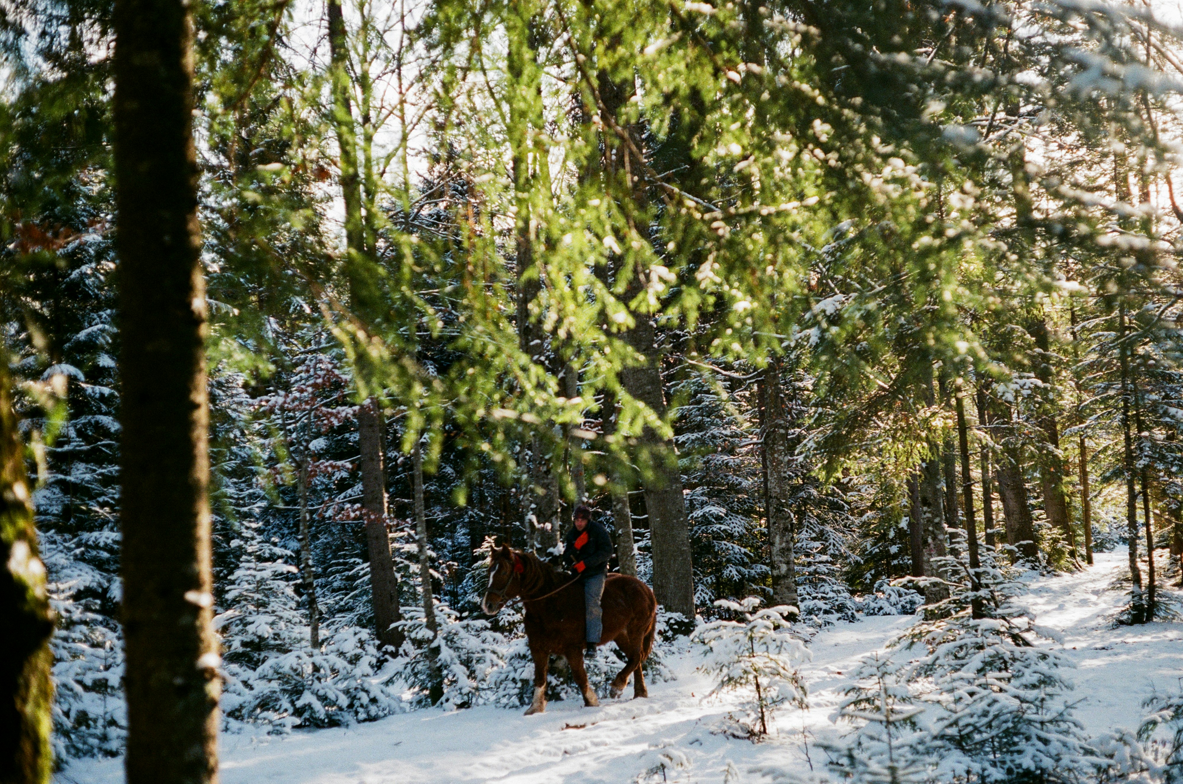 A rider on horseback navigates through a snow-covered forest, surrounded by tall evergreen trees. The scene evokes a sense of tranquility and adventure.