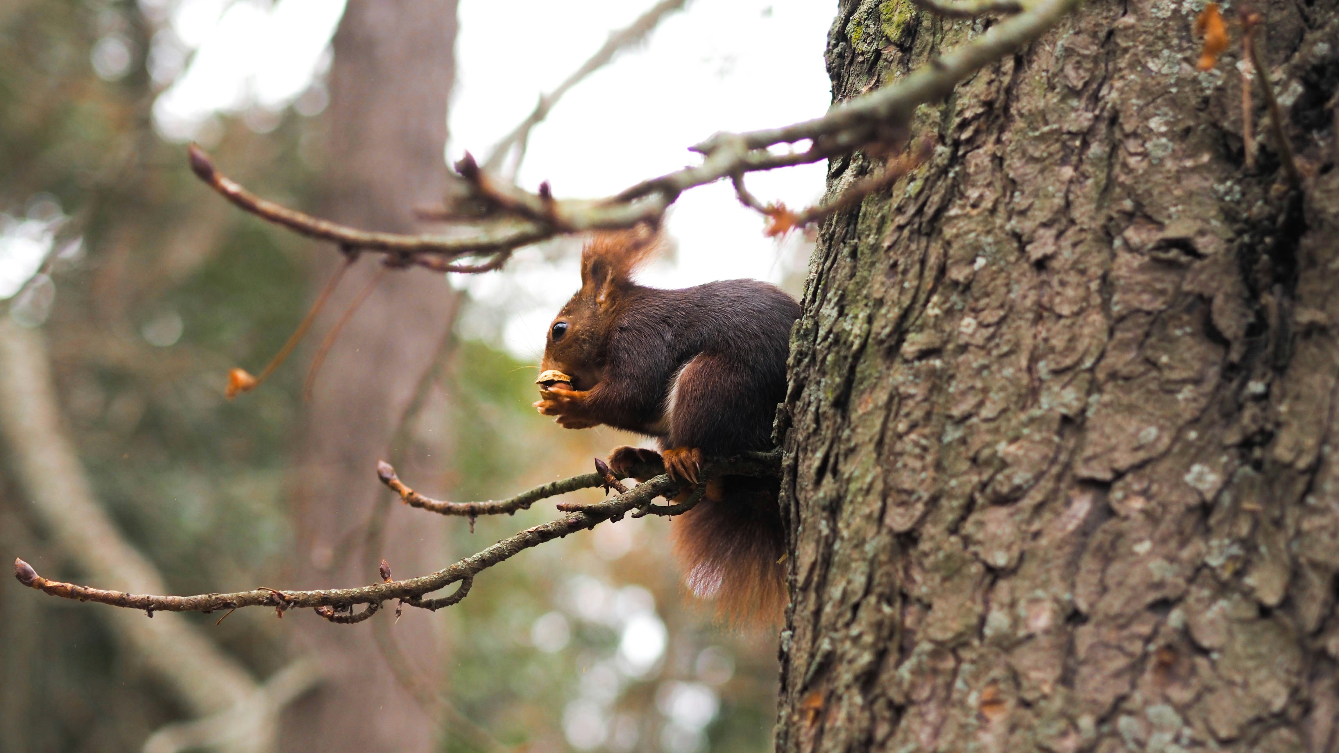 Squirrel's Perch on a Winter's Branch