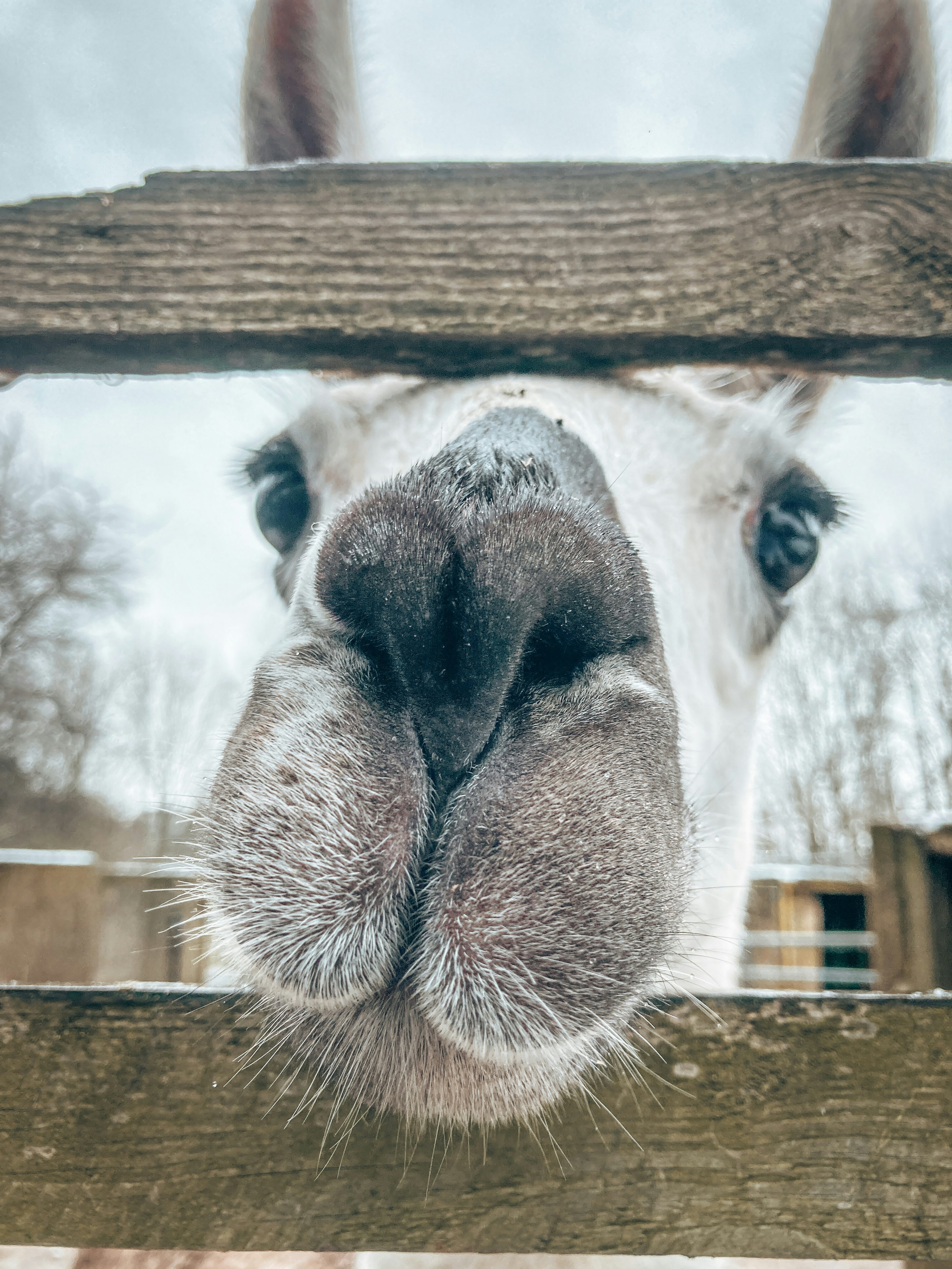 Close-Up Nose: A Playful Lean Through the Fence