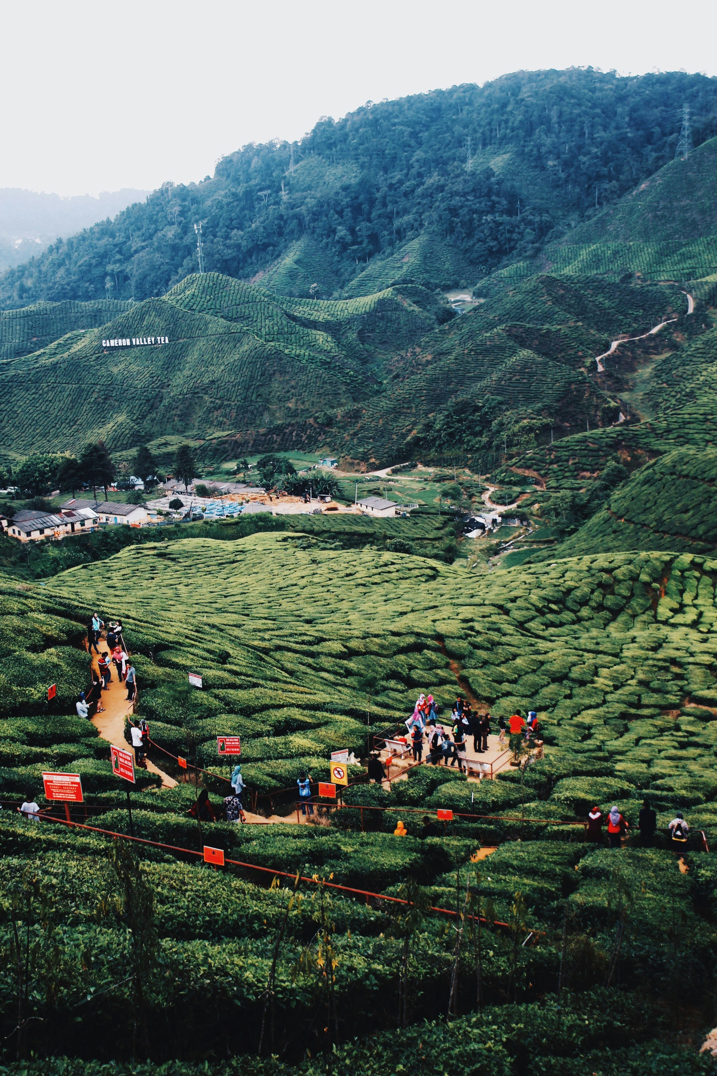Vibrant tea plantation landscape with visitors exploring winding paths amidst lush greenery. Scenic hills in the background enhance the tranquil atmosphere.