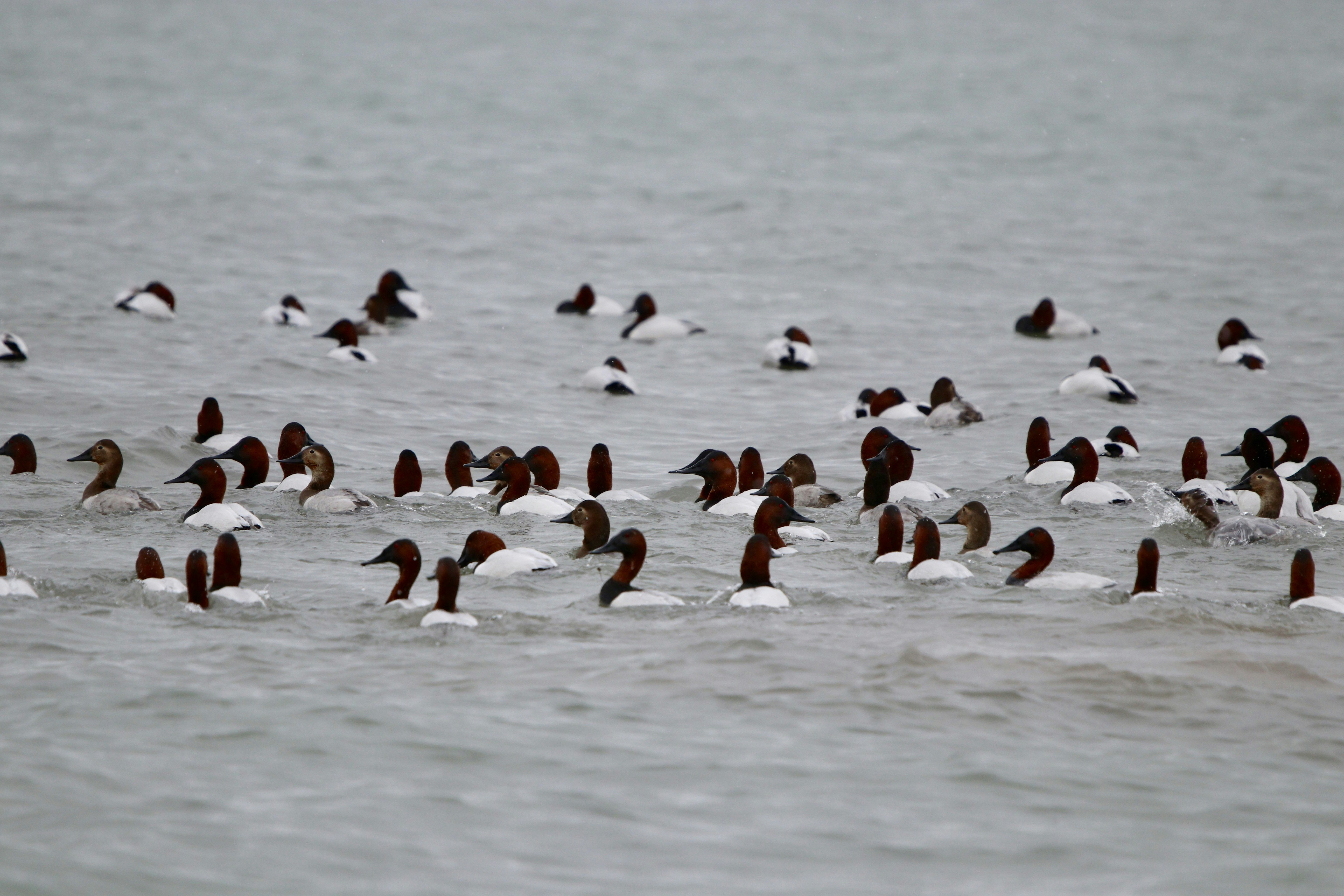 A Symphony of Feathers: Waterfowl Gathering in Harmony