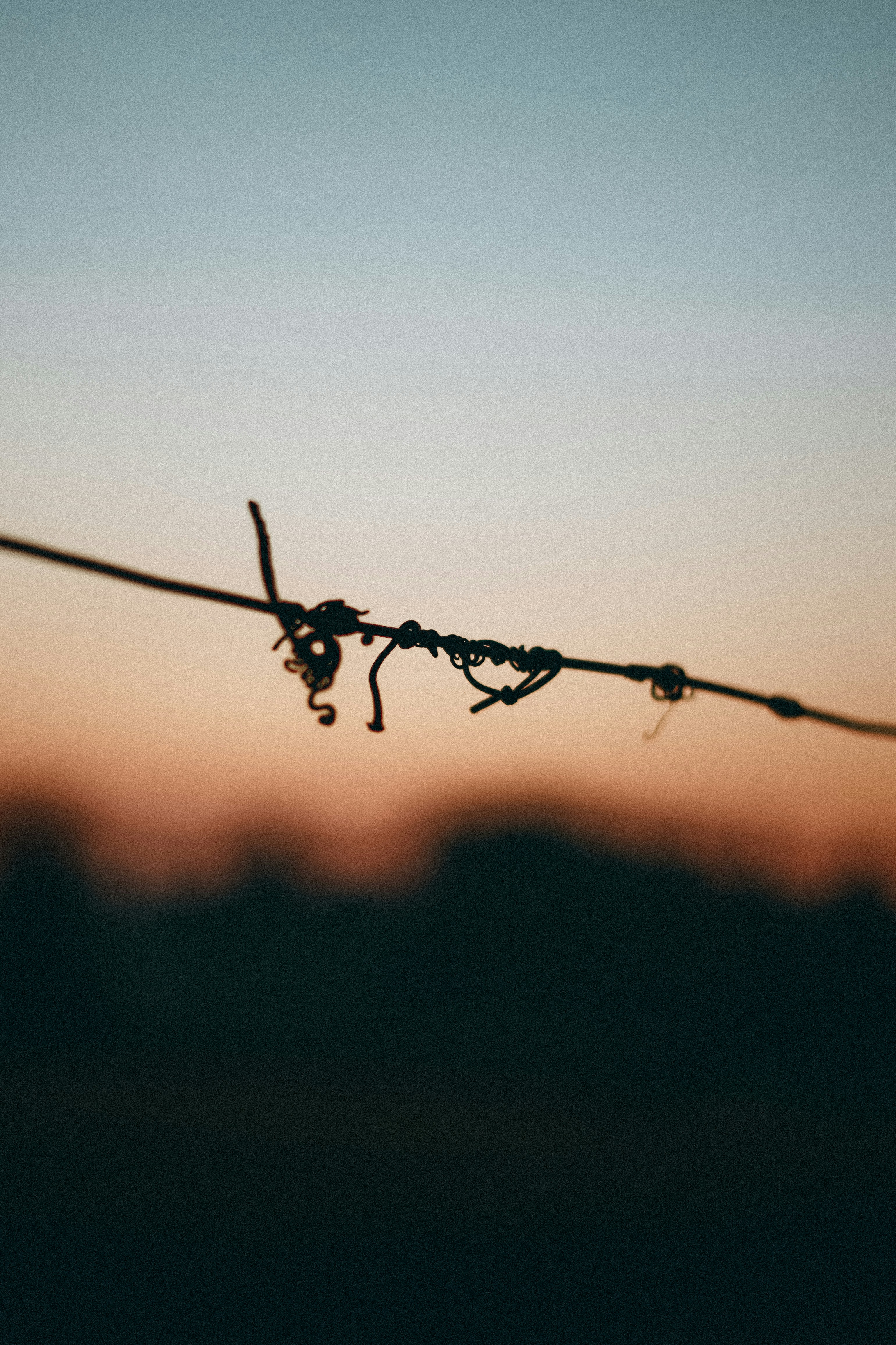 Twisted vines clinging to a barbed wire fence against a soft, blurred sunset backdrop.
