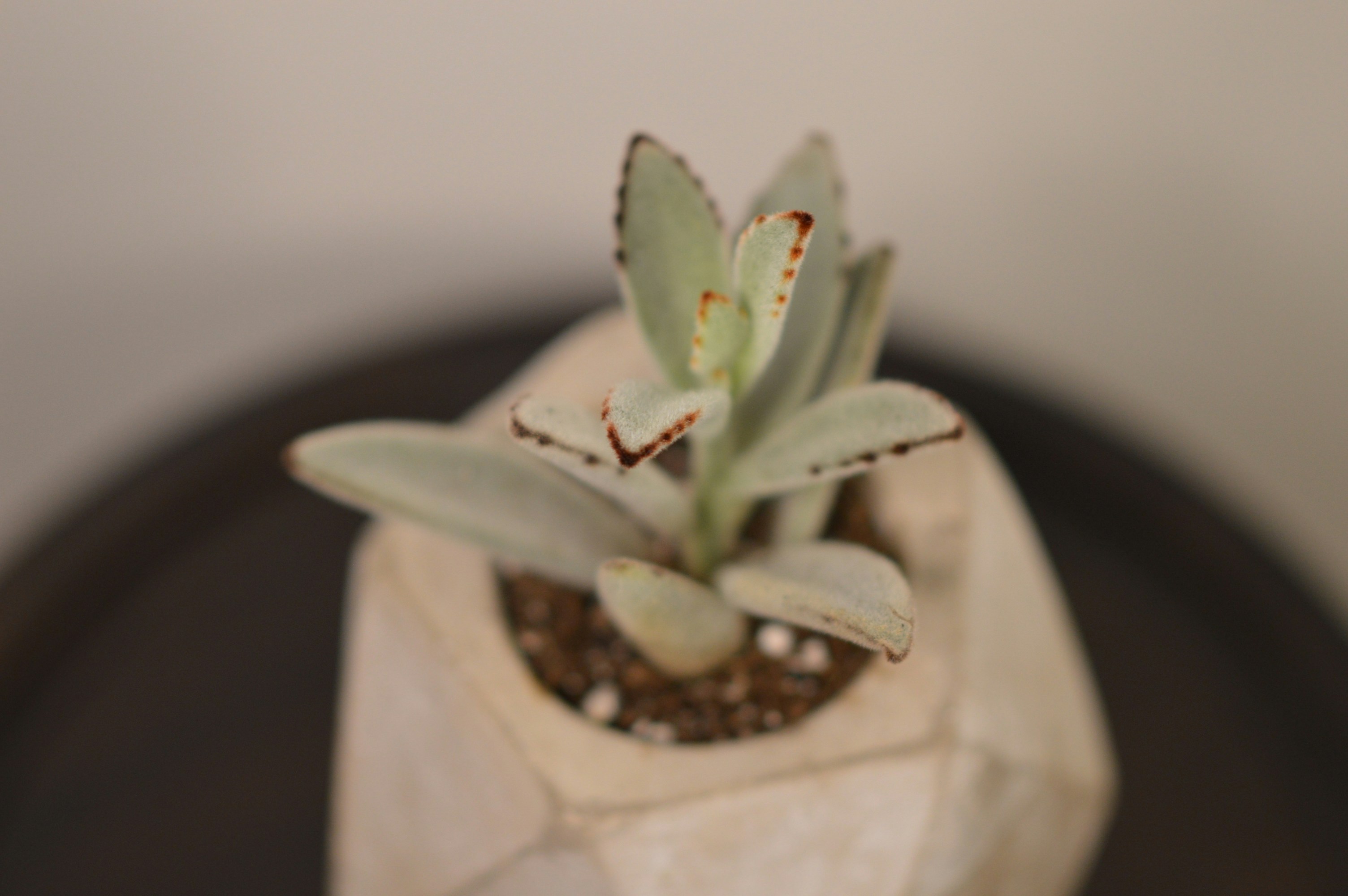Soft Focus, Sharp Foliage: A Minimalist Succulent in a Geometric Concrete Pot