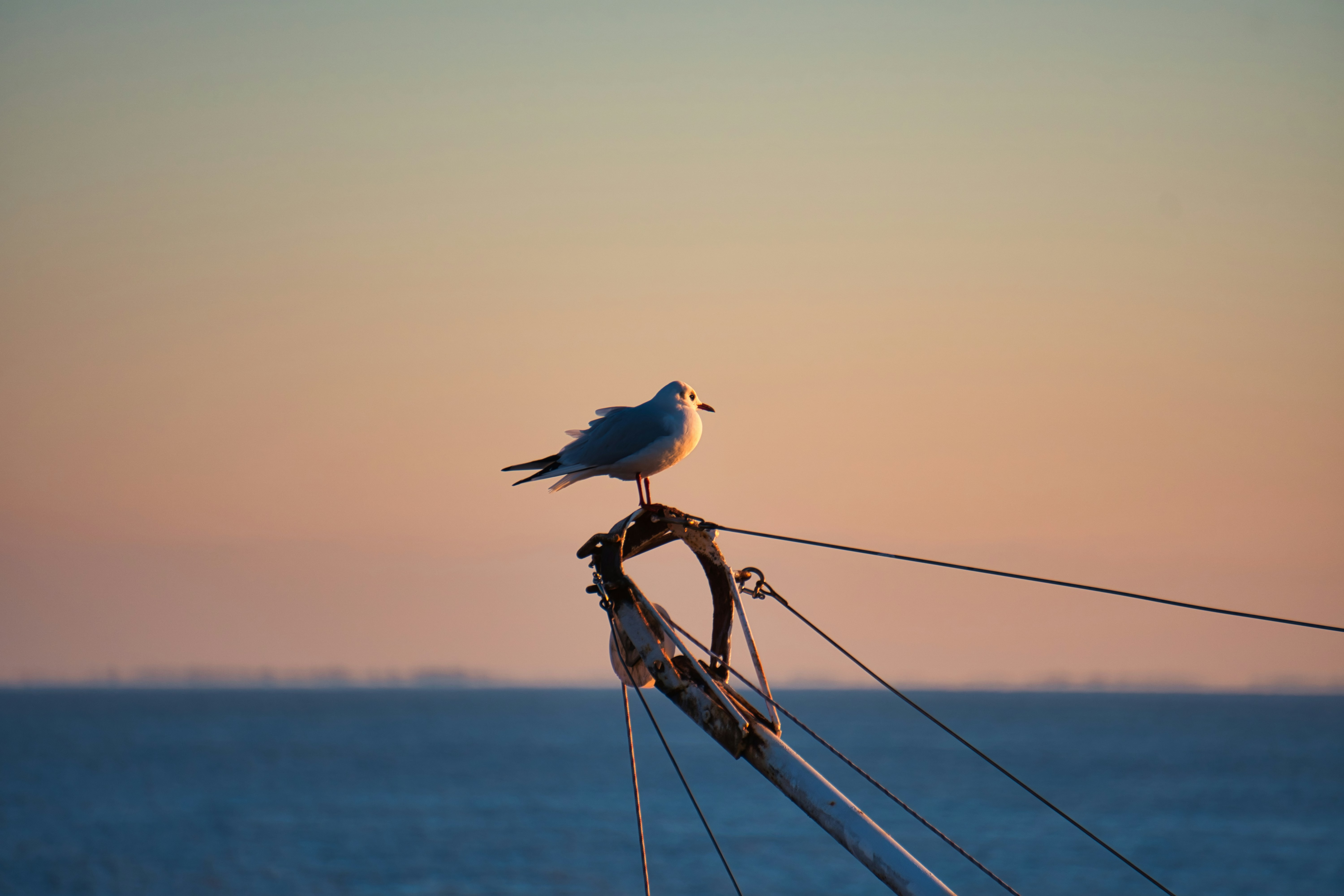 Dusk Watcher on the Rig: Seagull Perched Over a Quiet Sea