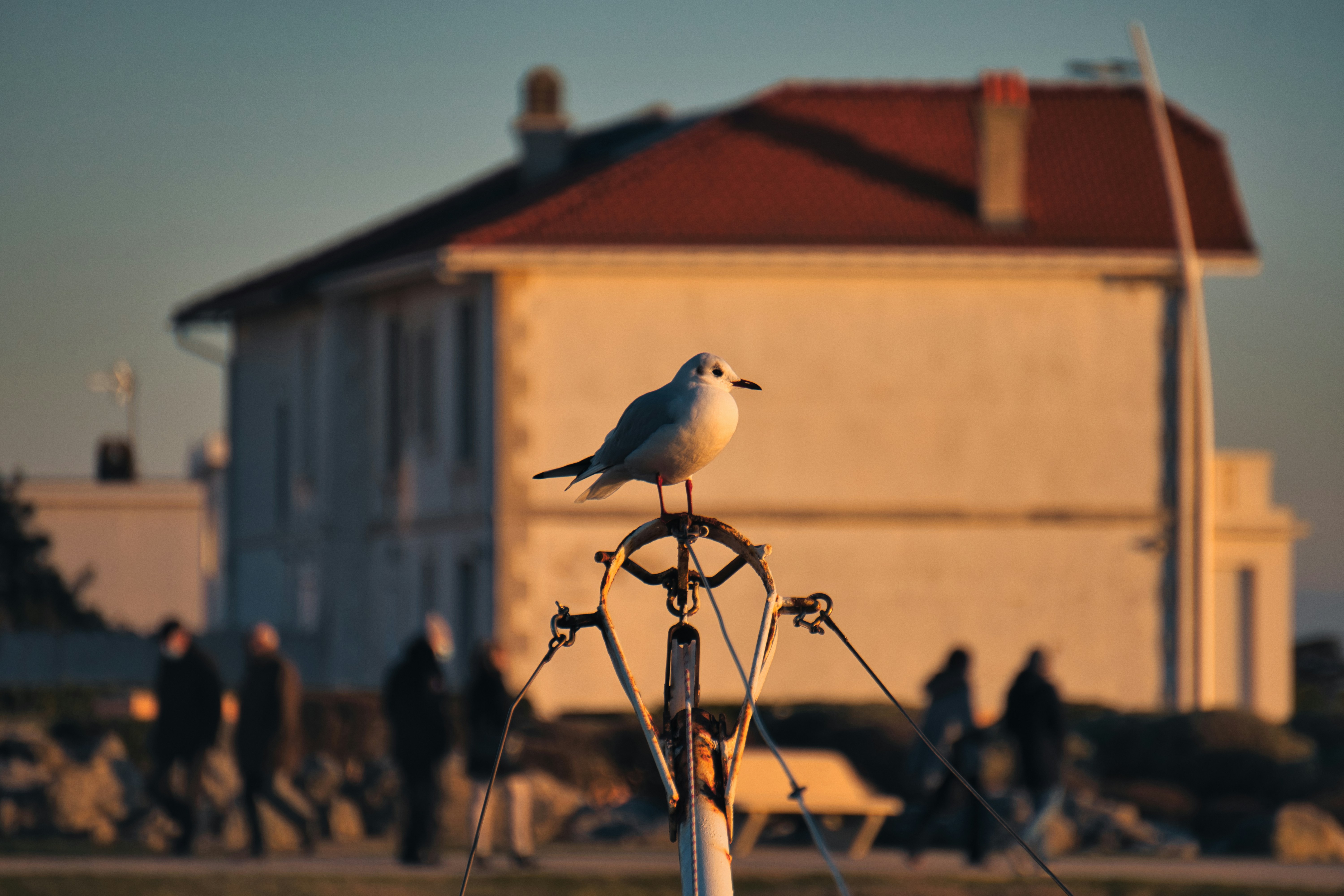Golden Hour Sentinel: Seagull Perched on a Wire Against a Quiet Rooftop Scene