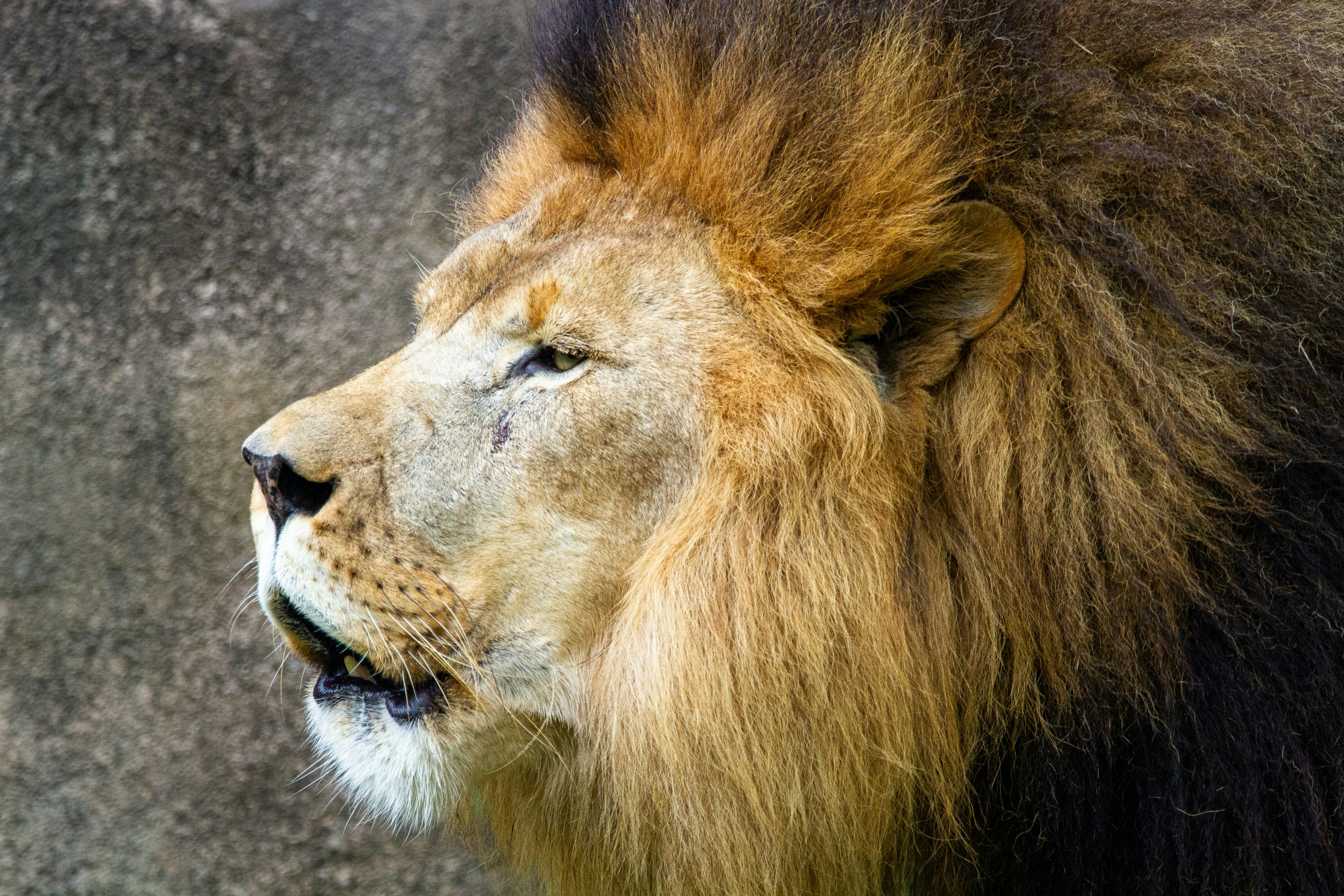 A lion making a little rumble at the Memphis Zoo. | brown lion lying on gray concrete floor