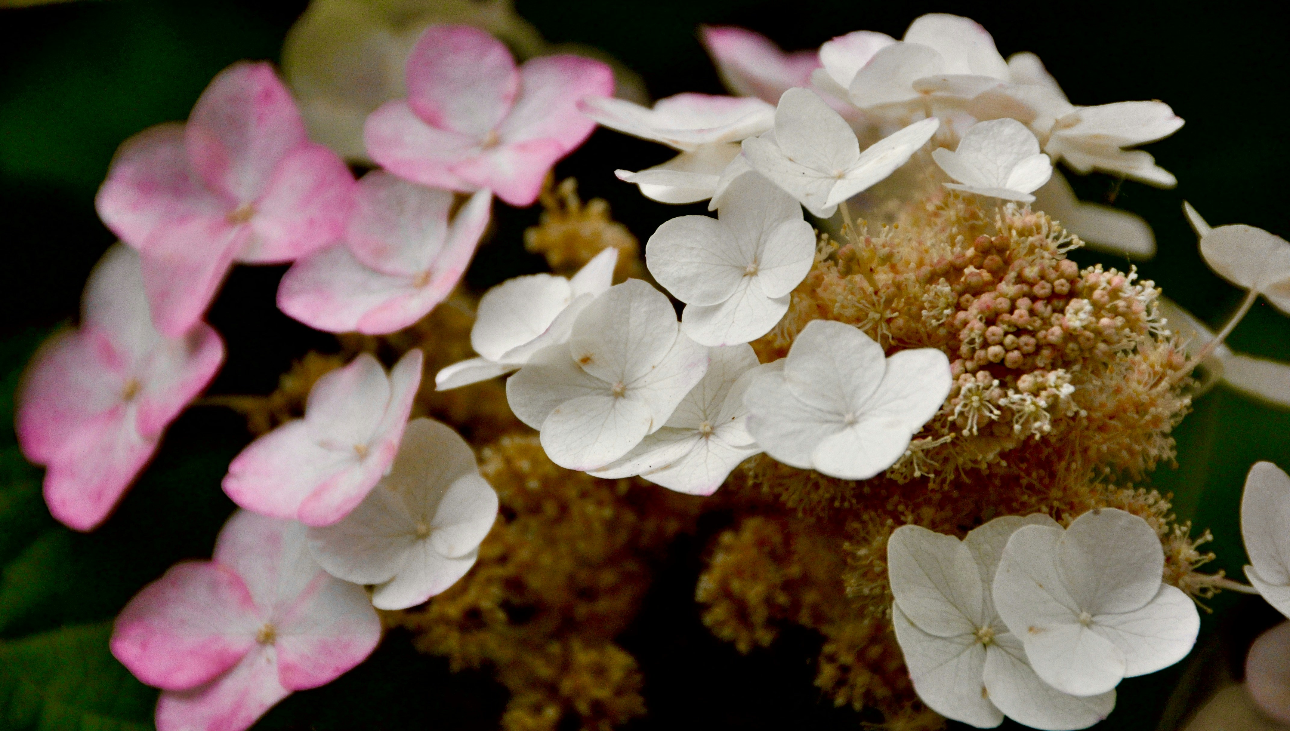 white and pink flowers in tilt shift lens