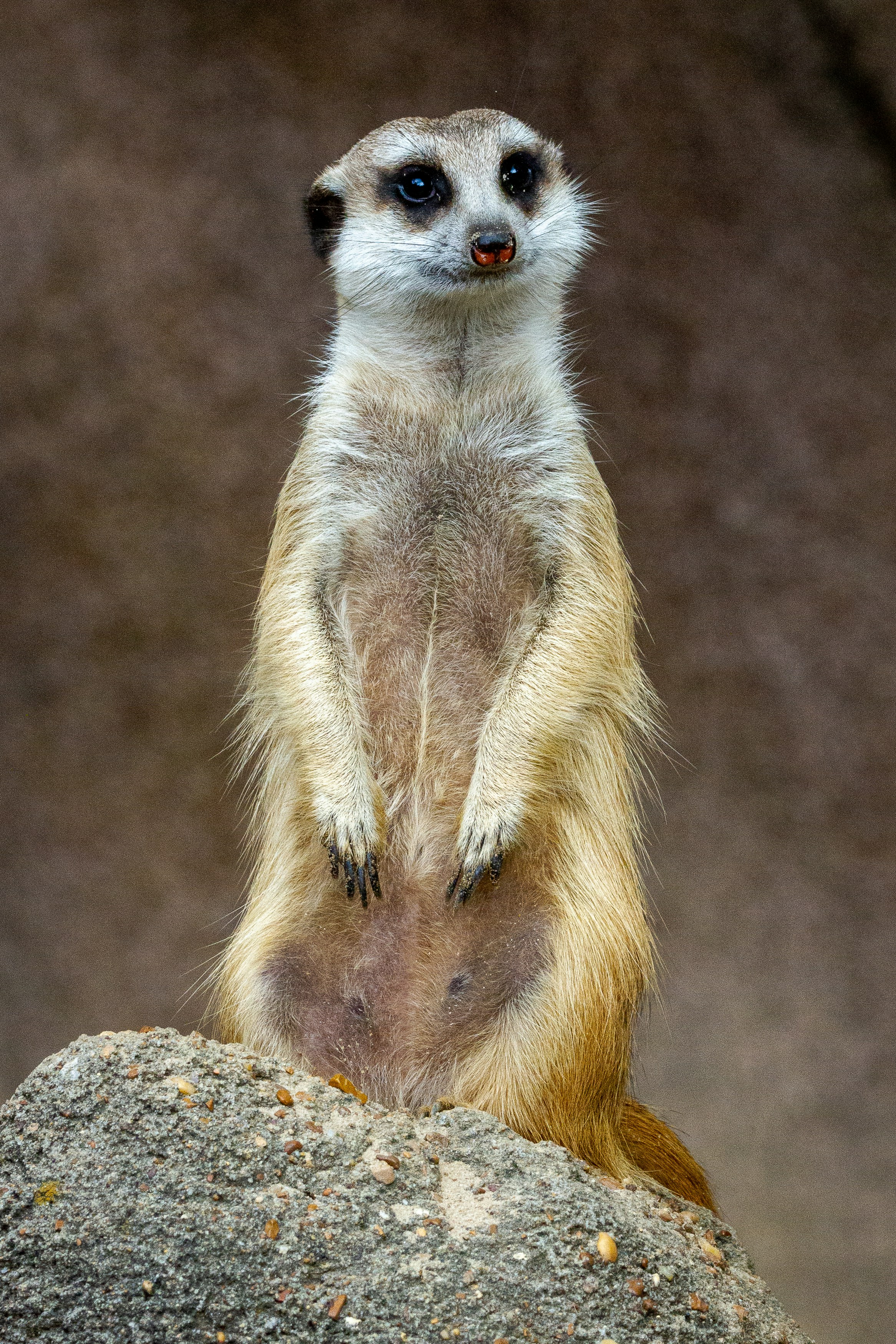 Tail-High Sentinel: A Meerkat Perched Upright on a Pebble Thorne