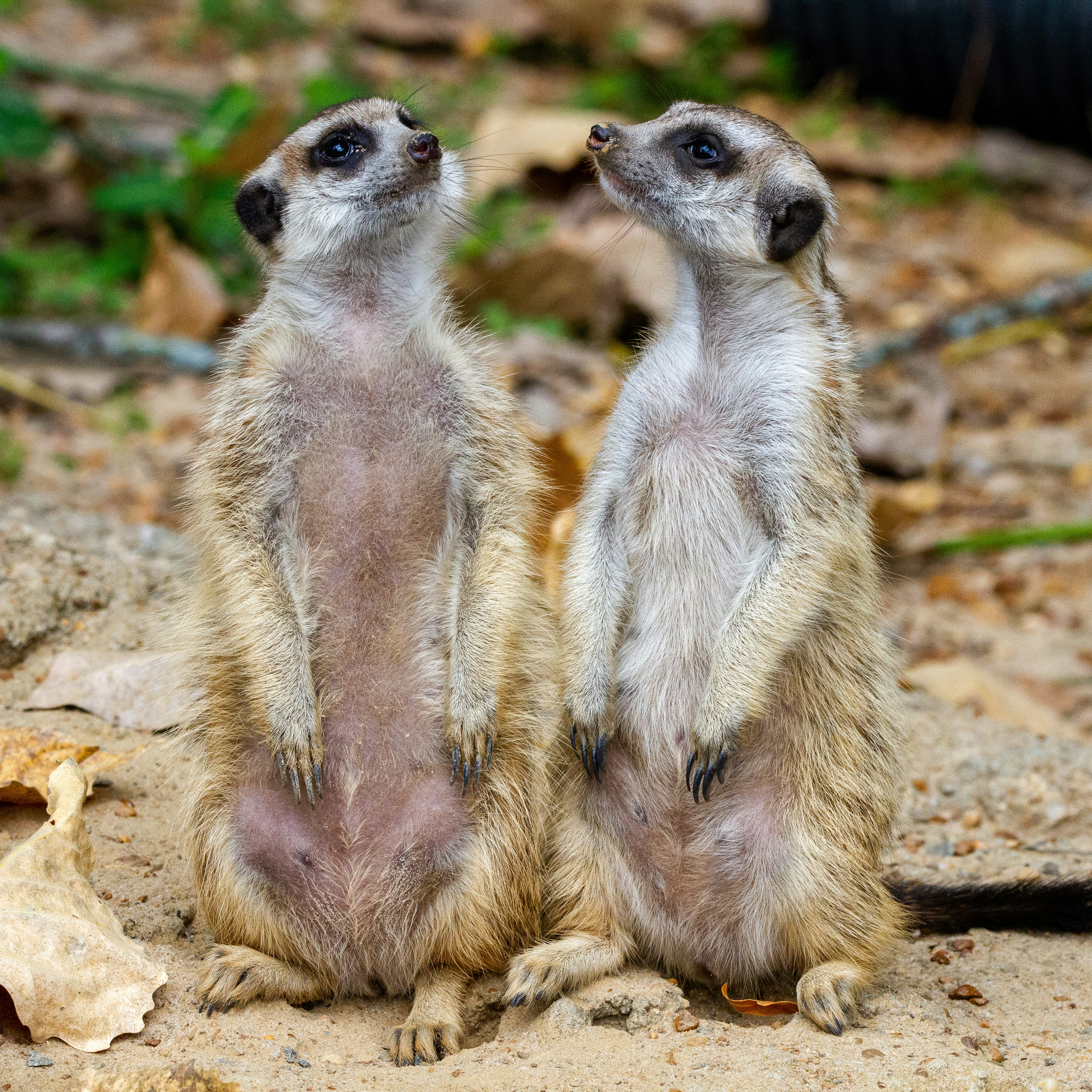 Dawn Watchers: Meerkat Duo Upright Among Fallen Leaves