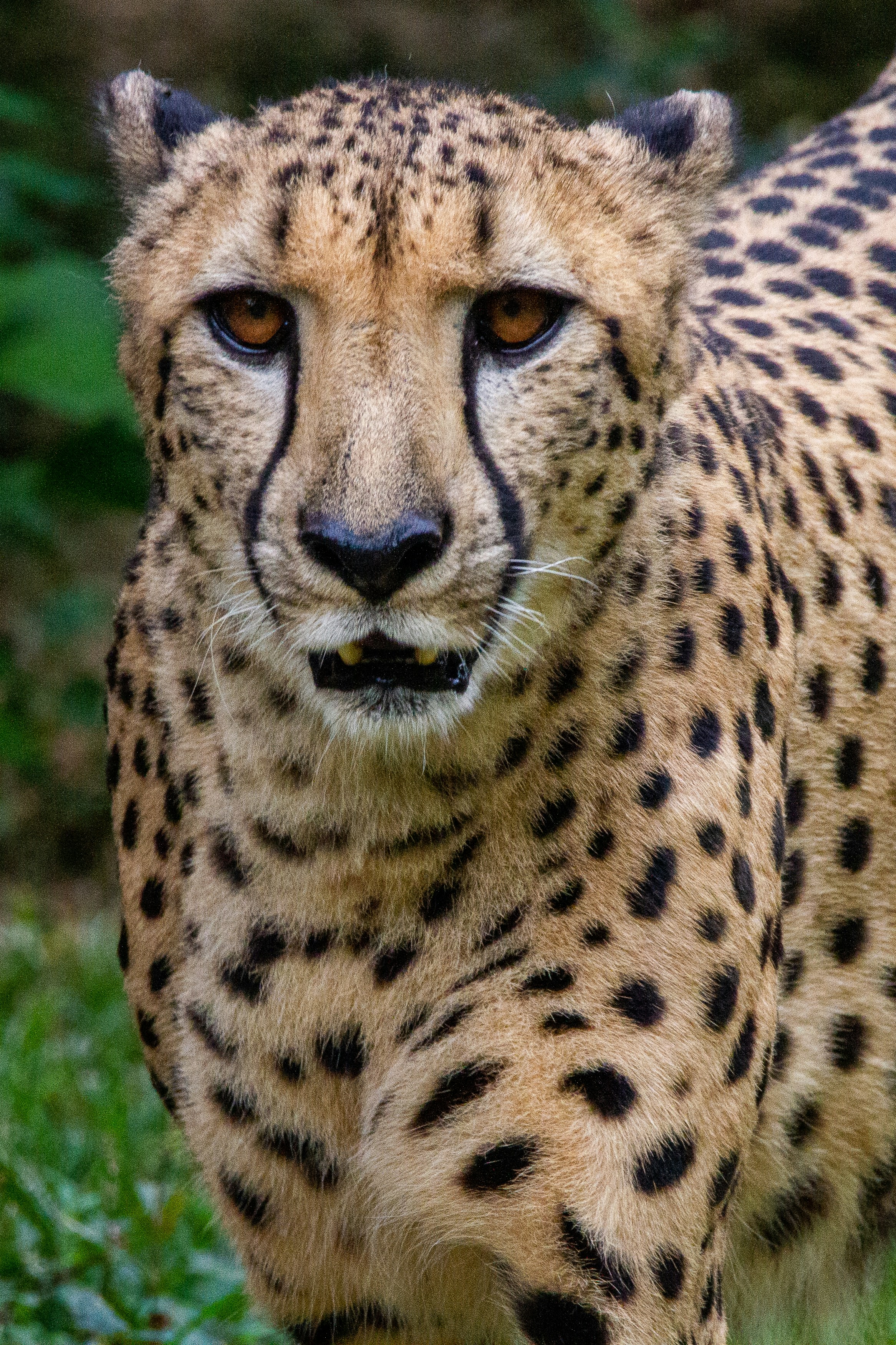 Close-up of a cheetah showcasing its distinct spotted fur and piercing eyes, conveying a sense of alertness and grace.
