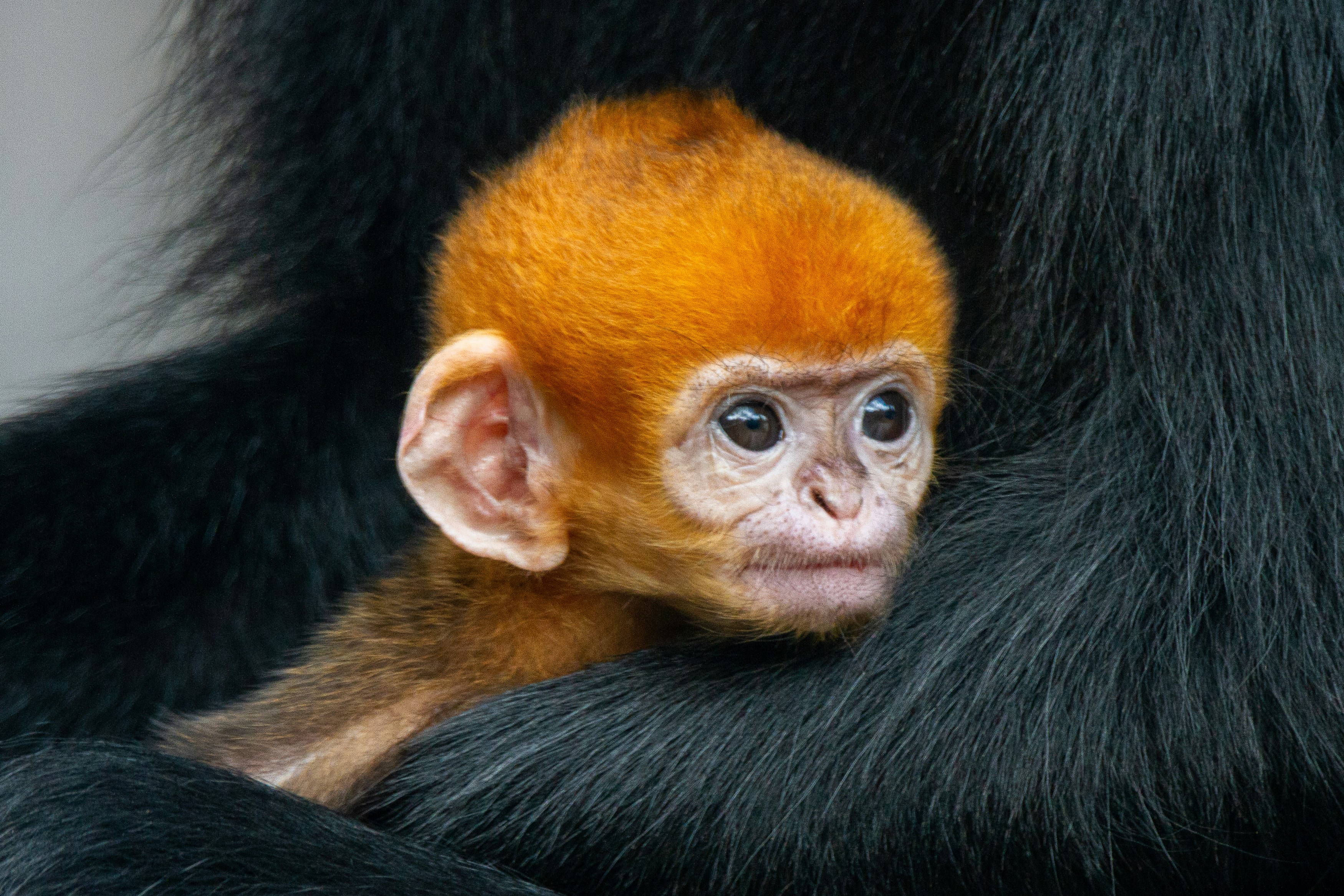 Tender Gaze: Close-Up of a Baby Orangutan Nestled in its Mother's Embrace