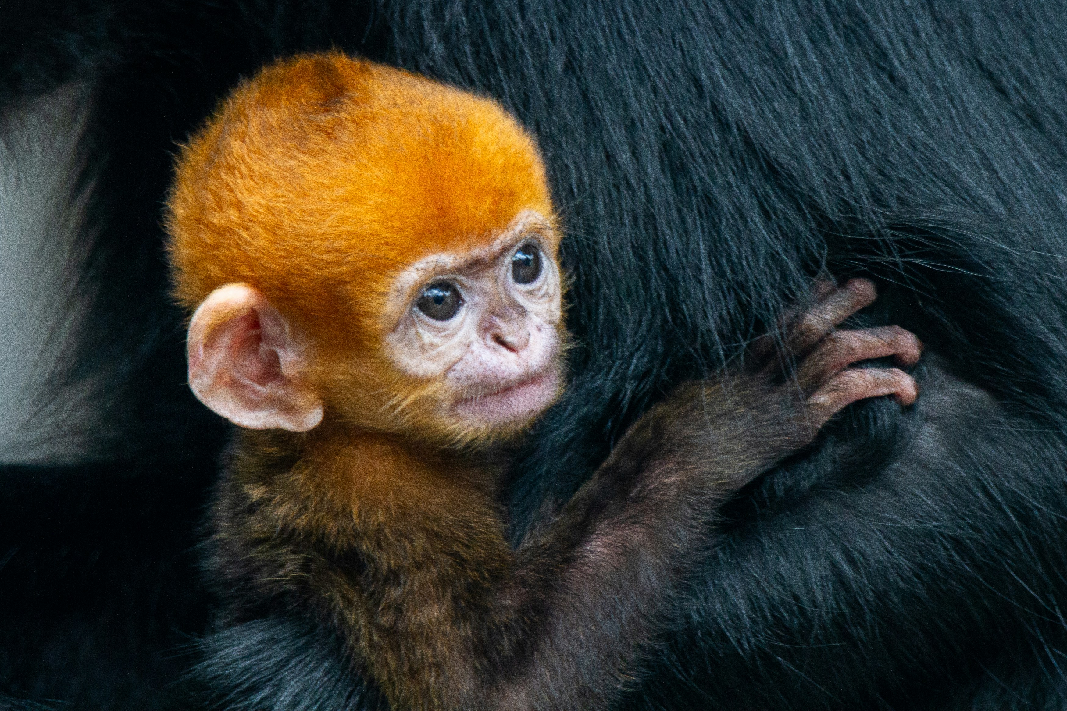 Tiny Orange-Faced Tamarin Clinging to Velvet Black Fur
