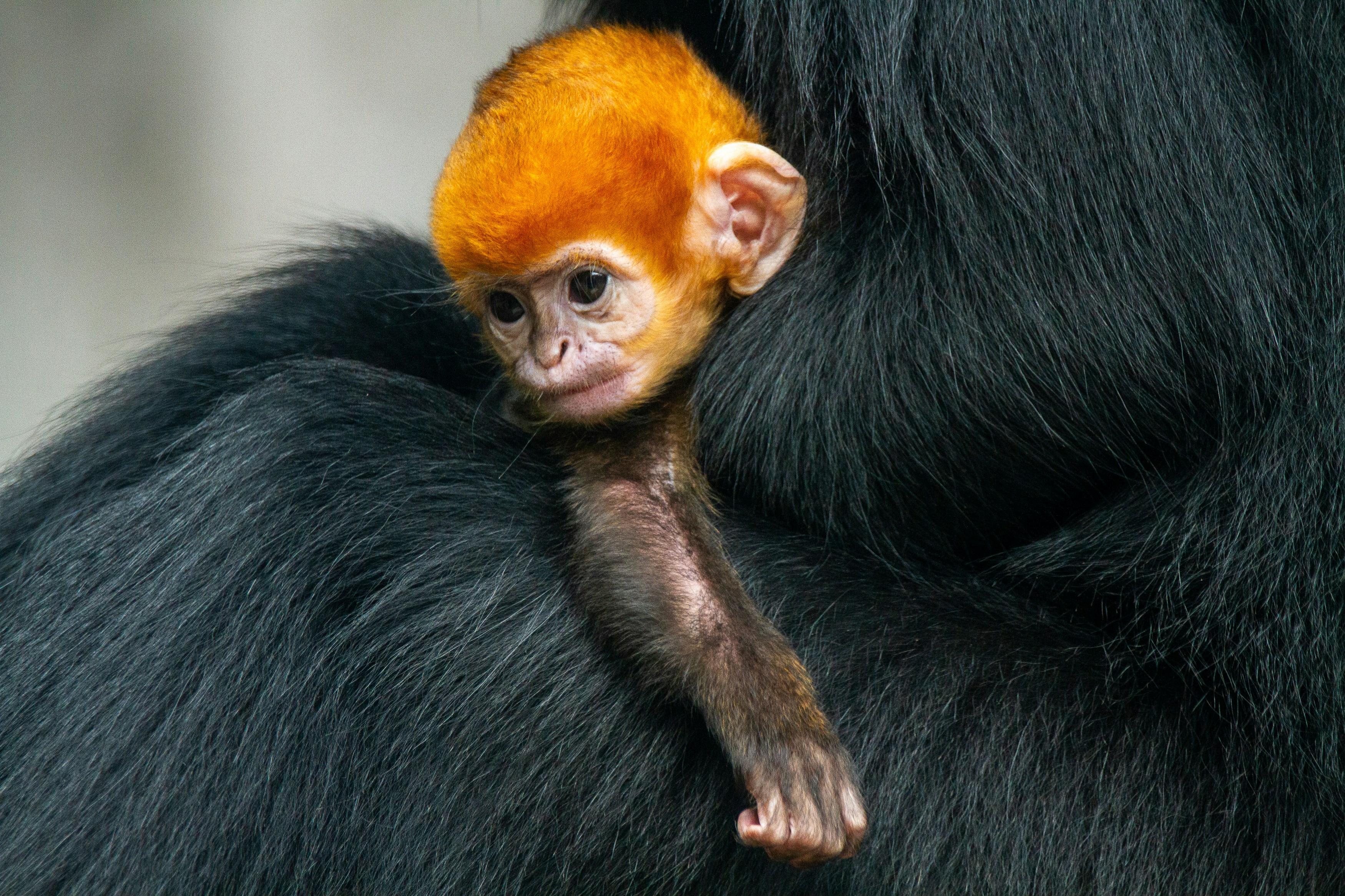 Little Ember Among Velvet Furs: A Baby Orangutan Clings to Its Mother's Side