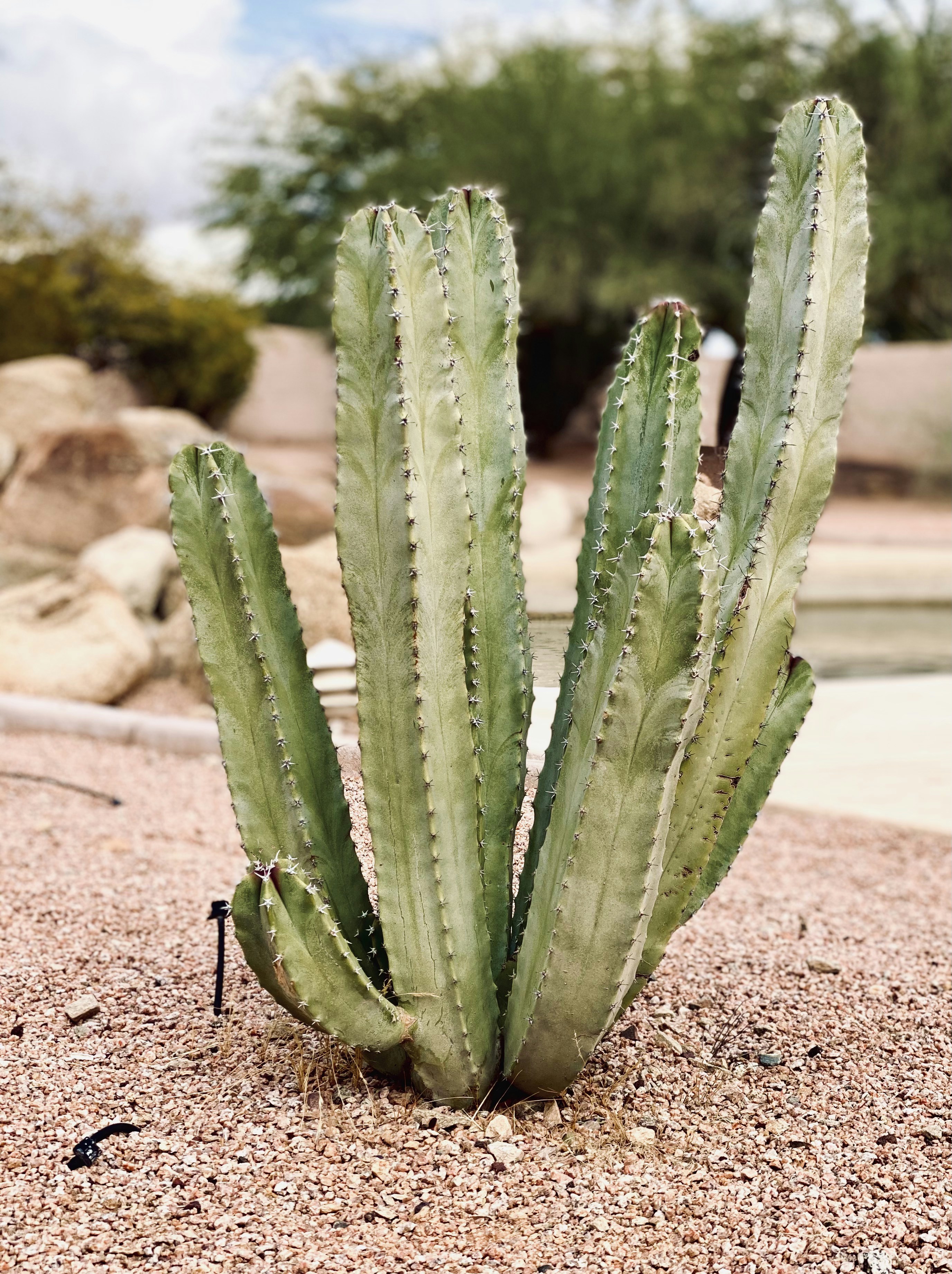 Cactus verde en suelo marrón durante el día foto – Imagen de Planta ...