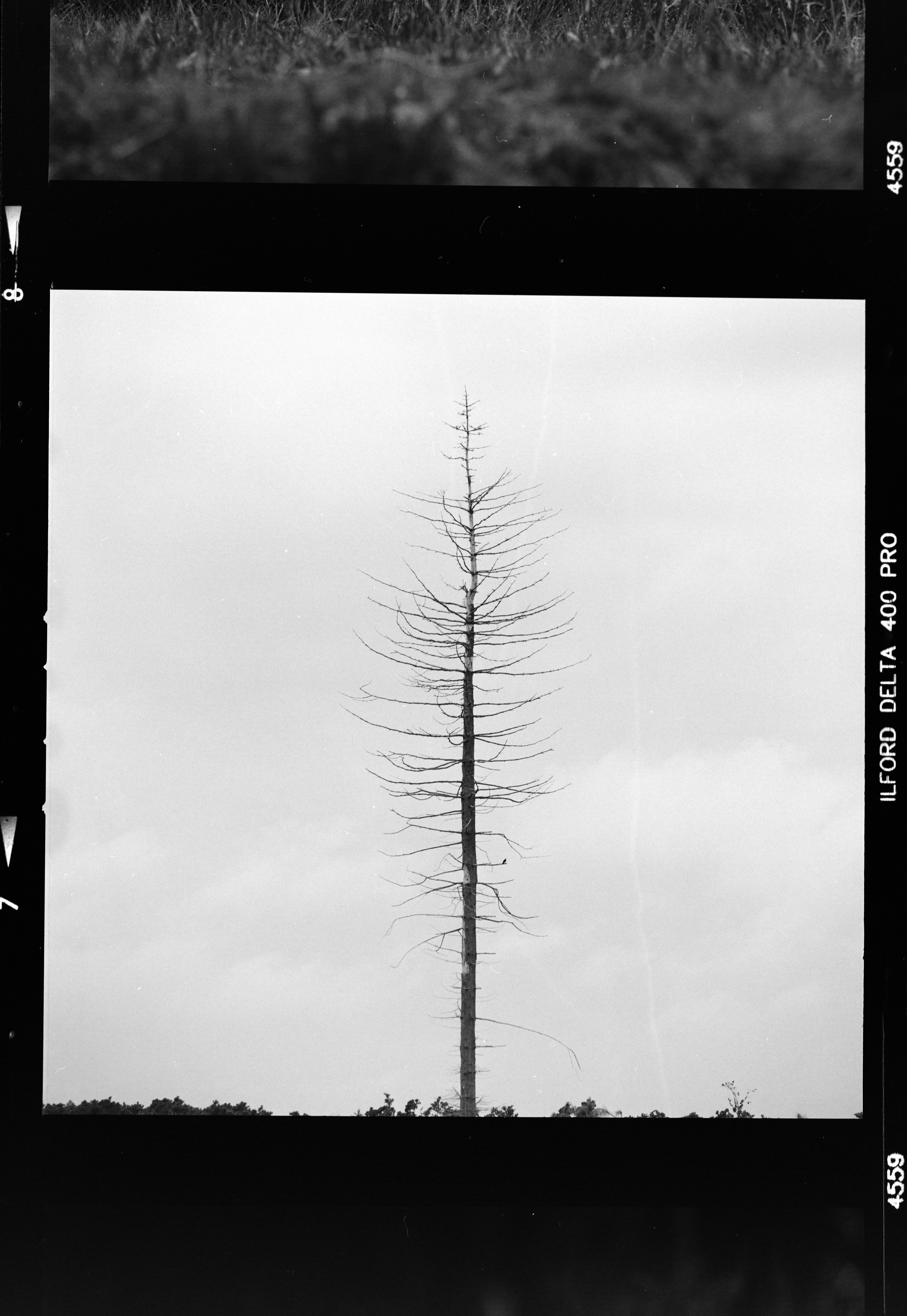 A solitary dead tree stands against a cloudy sky, its skeletal branches reaching upward, evoking a sense of solitude and resilience.