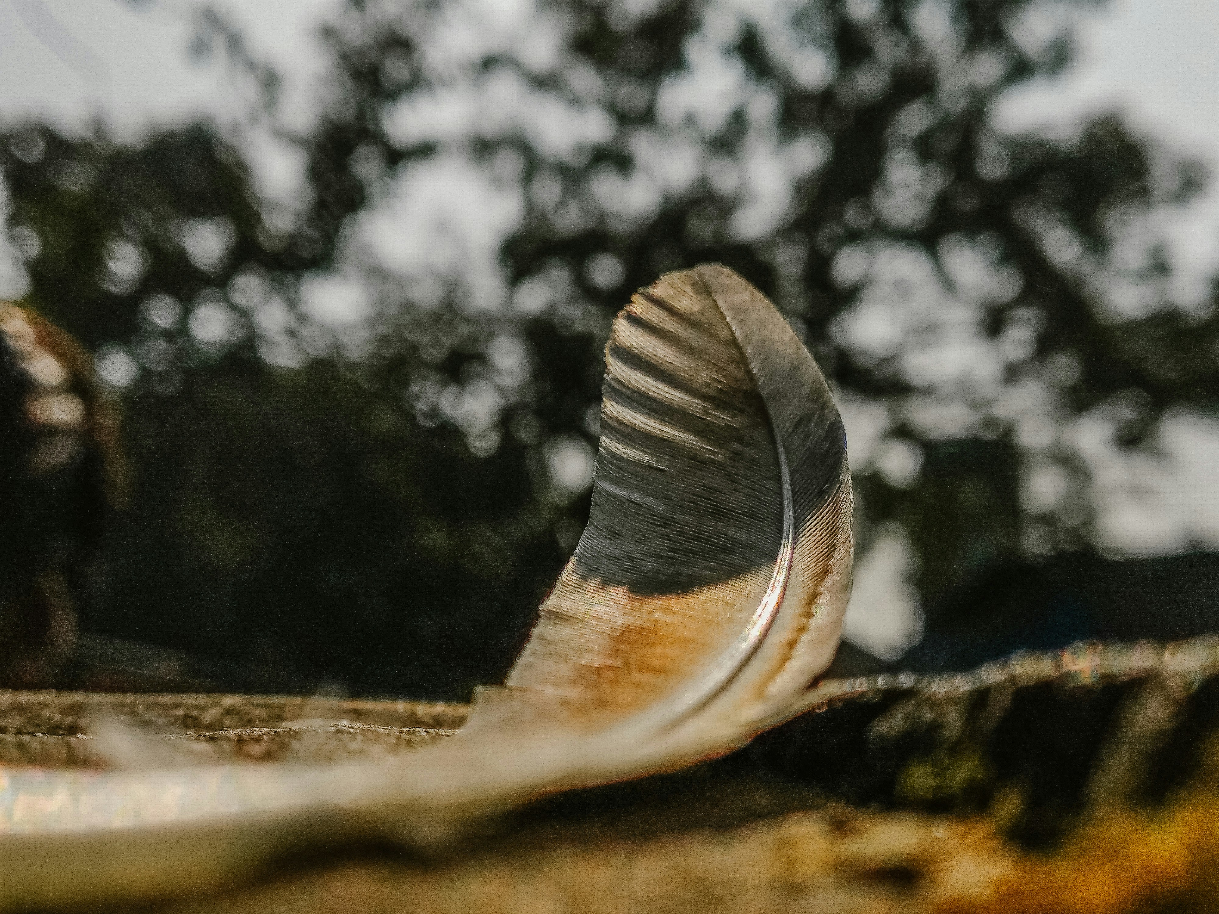 Macro photograph of a curled leaf edge resting on a weathered wooden plank, with a soft, blurred background.