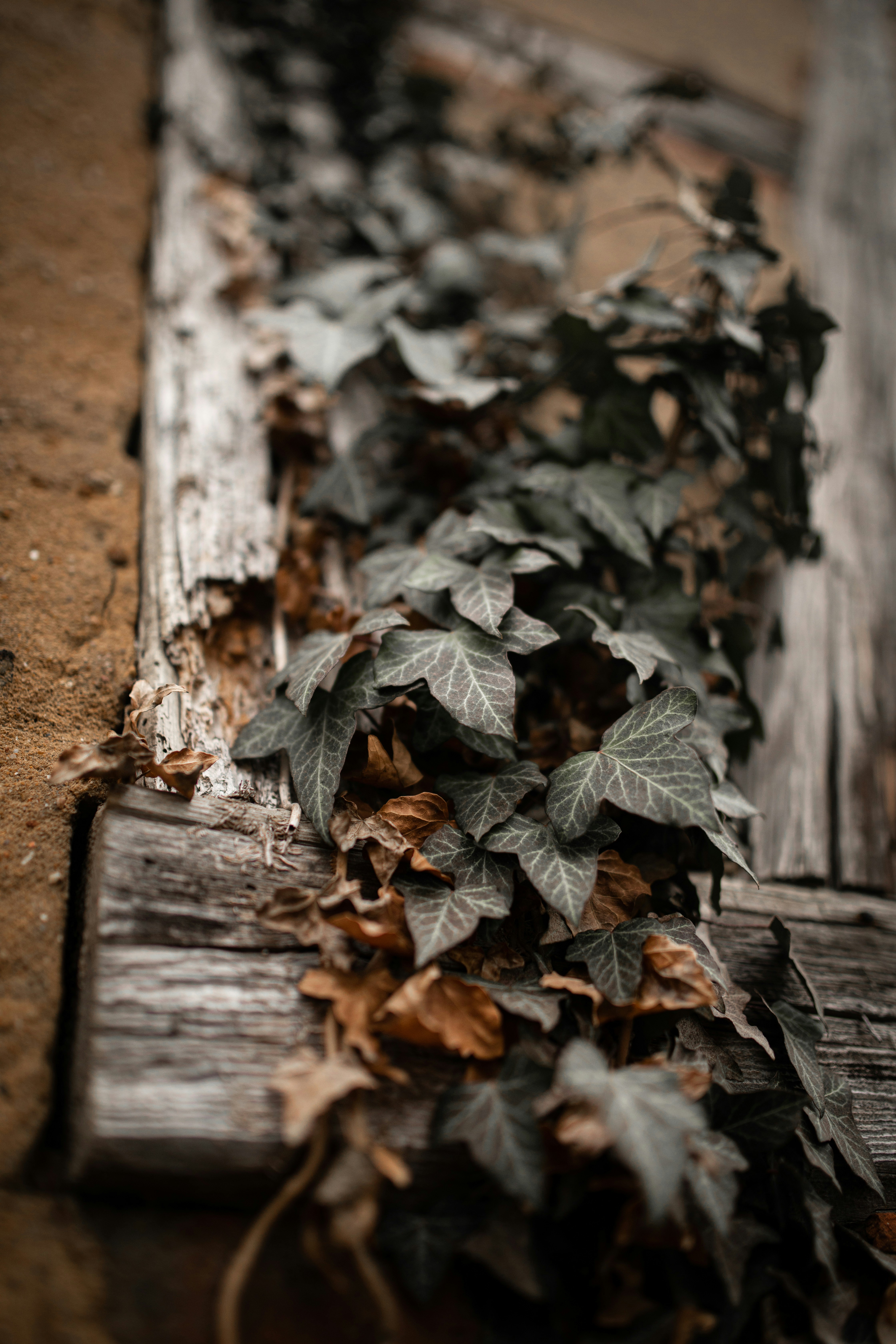 Ivy climbs over aged wooden beams, intertwining with fallen leaves, showcasing the passage of time and nature's resilience.