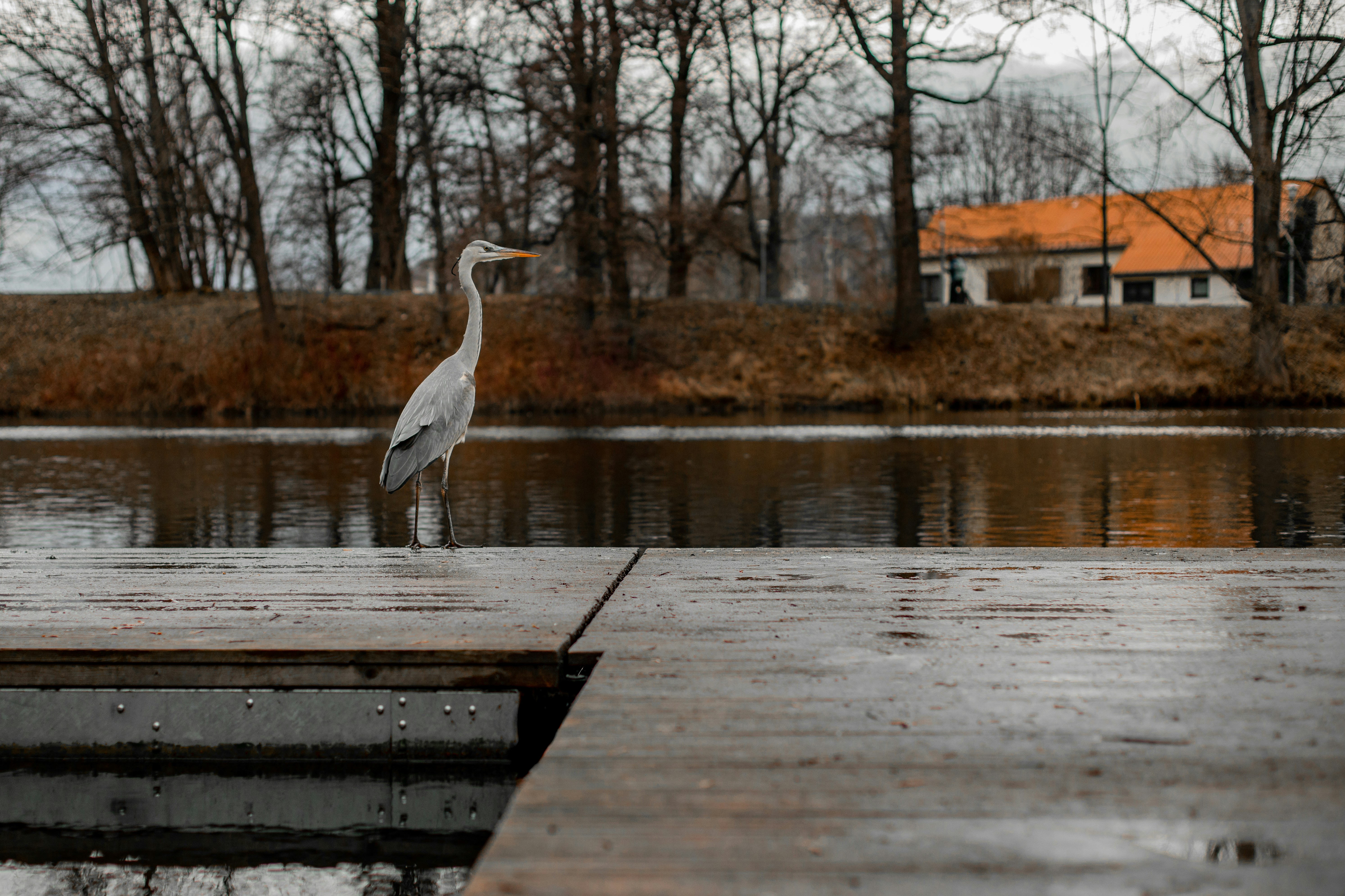 Dusk Vigil: Heron Poised on a Weathered Dock