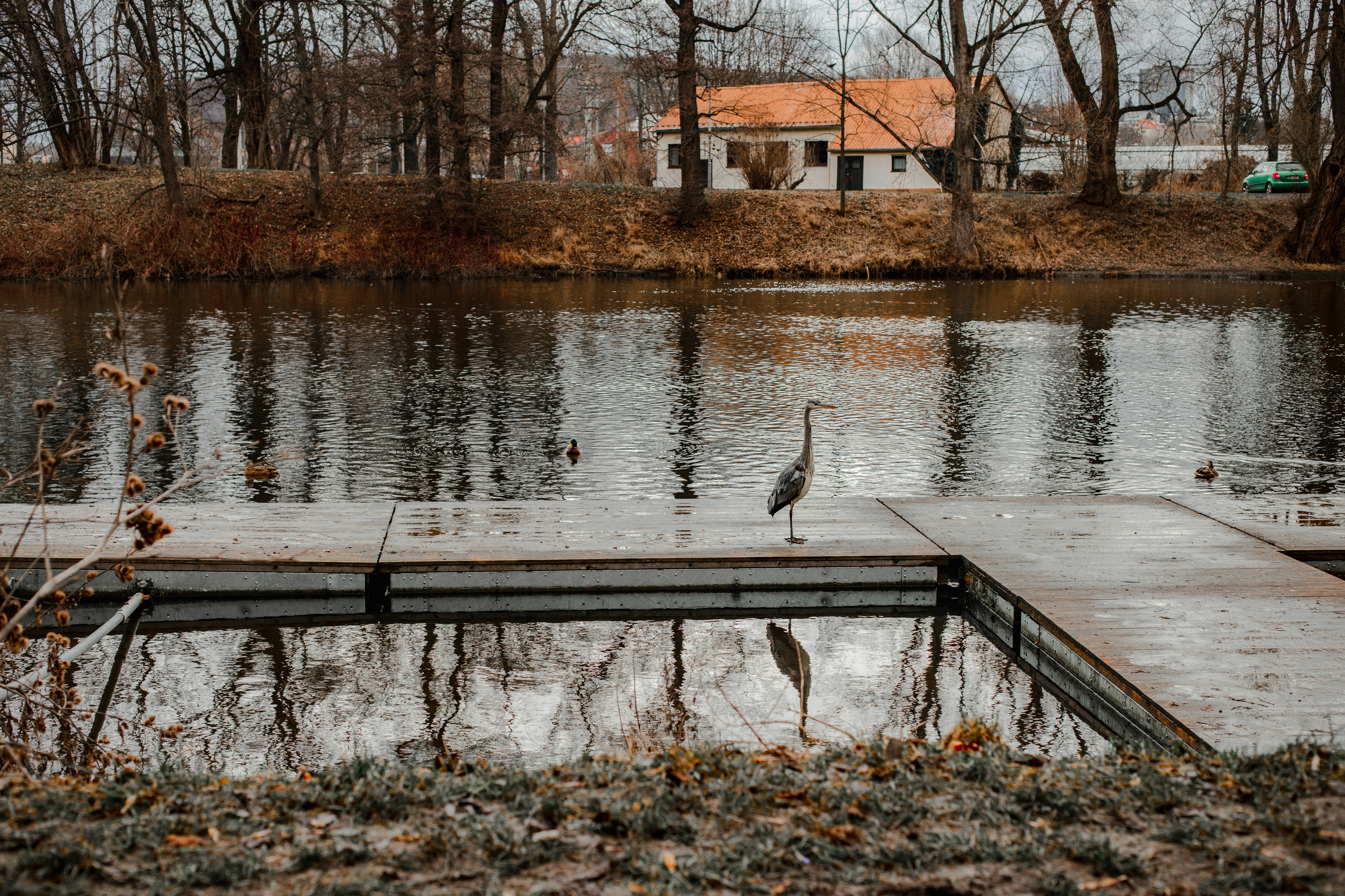 brown wooden dock on lake during daytime